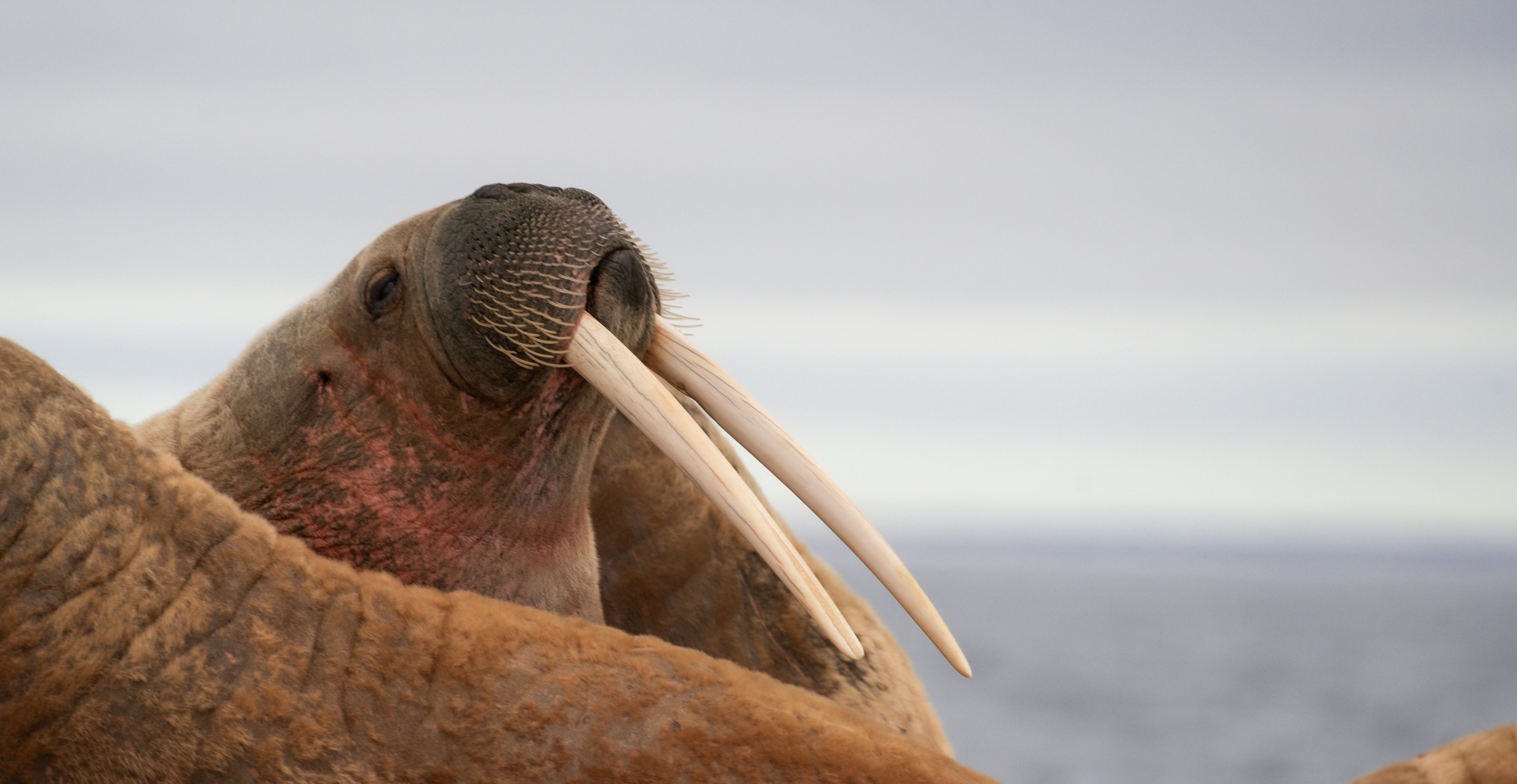 Walrus Gaze: Close-Up of a Sea Mammal’s Tusks