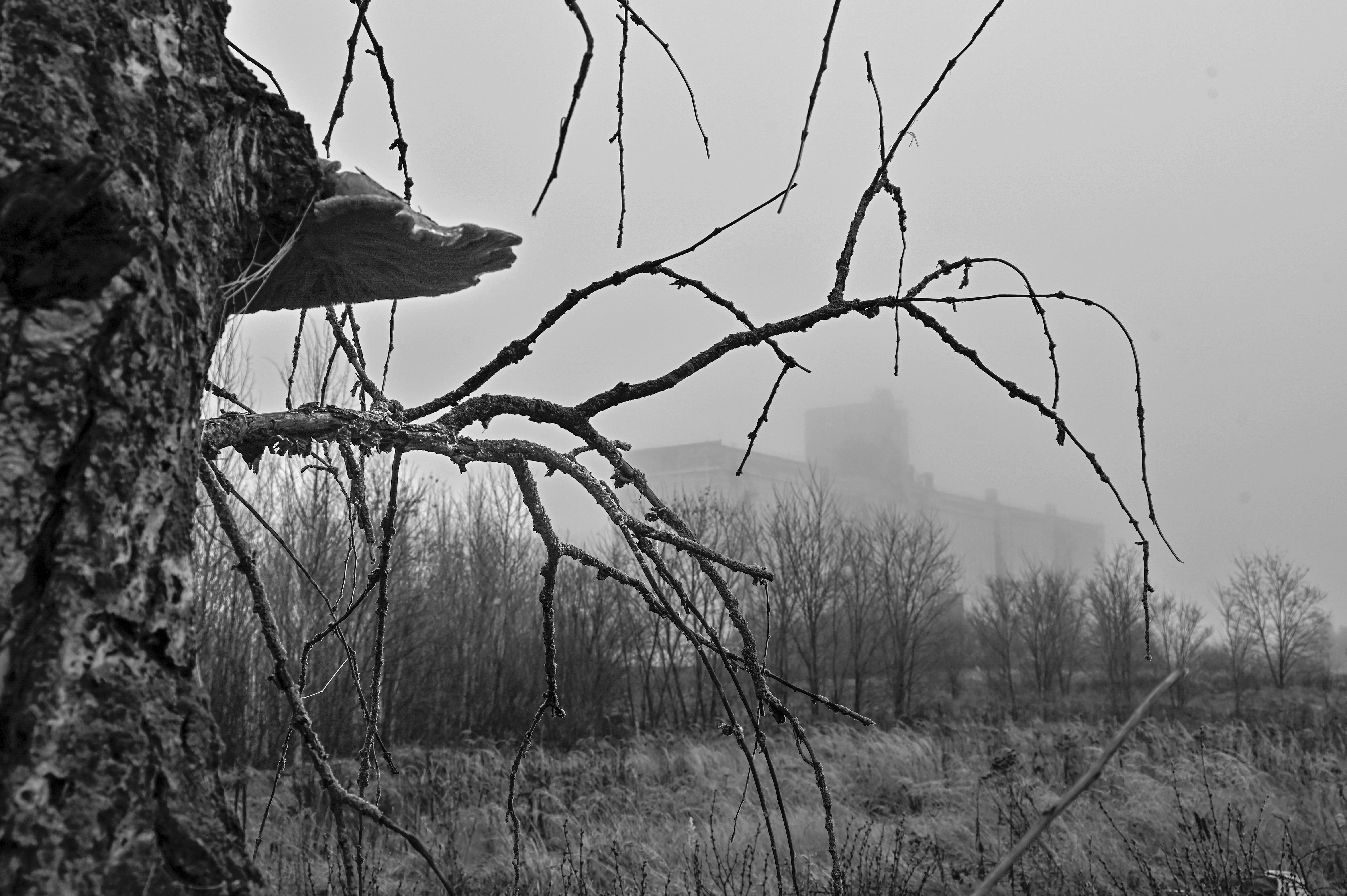 Frost-coated branches loom in the foreground with a distant, hazy ruins visible through mist in the background. A monochrome landscape emphasizing texture and atmosphere.