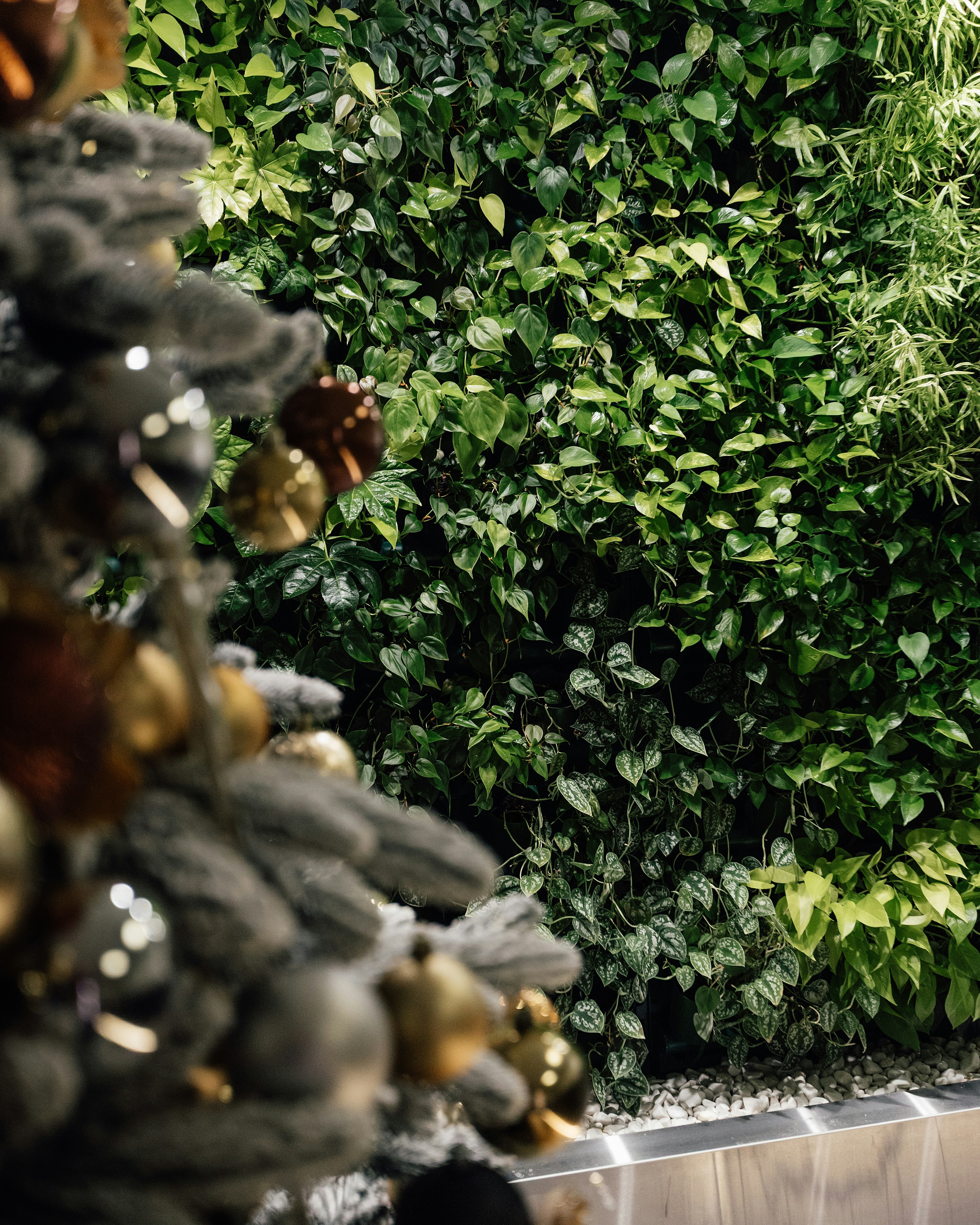 Verdant Wall and Frosted Conifer Orchard