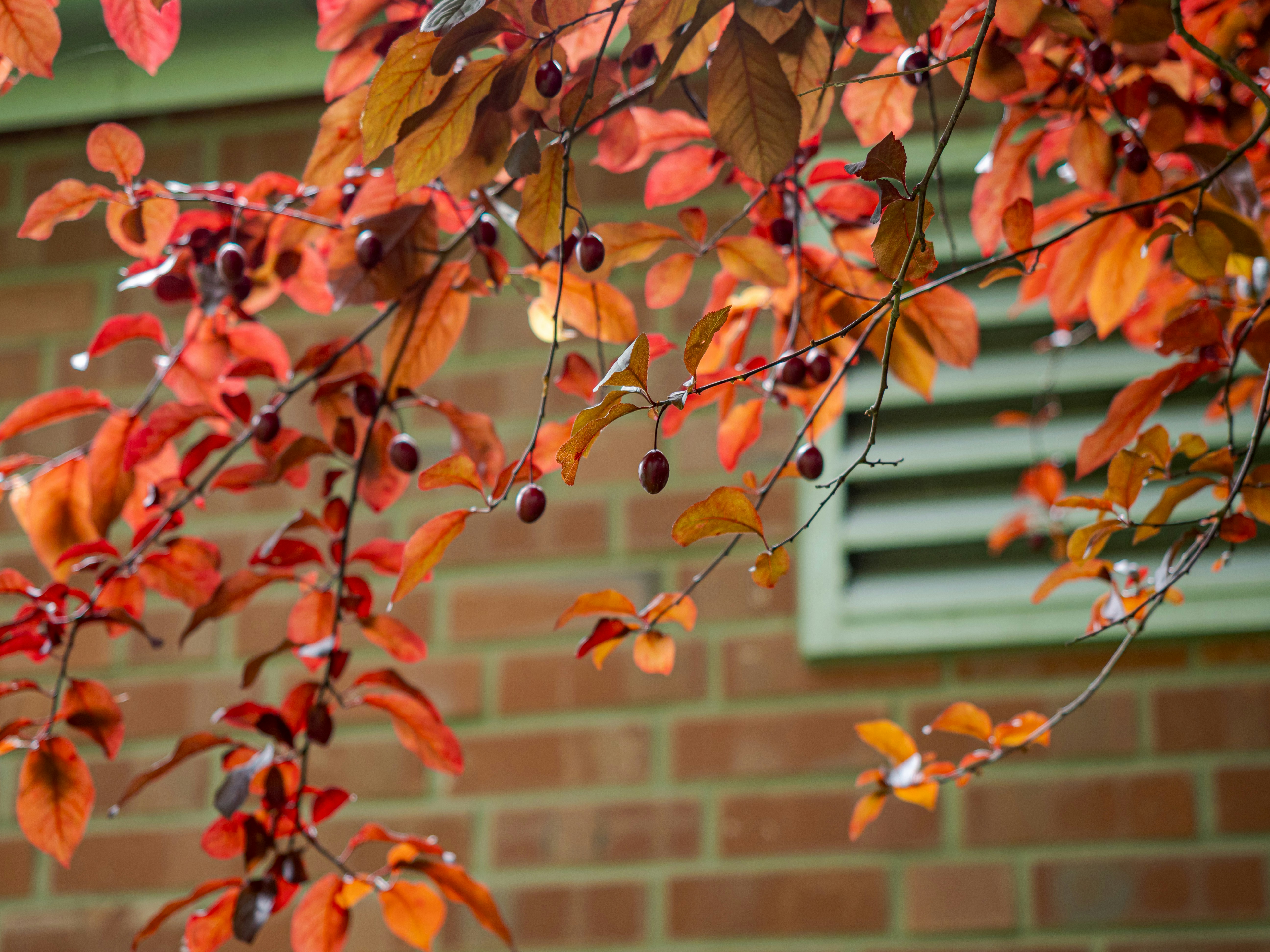 Crimson Veil on Brick and Bough