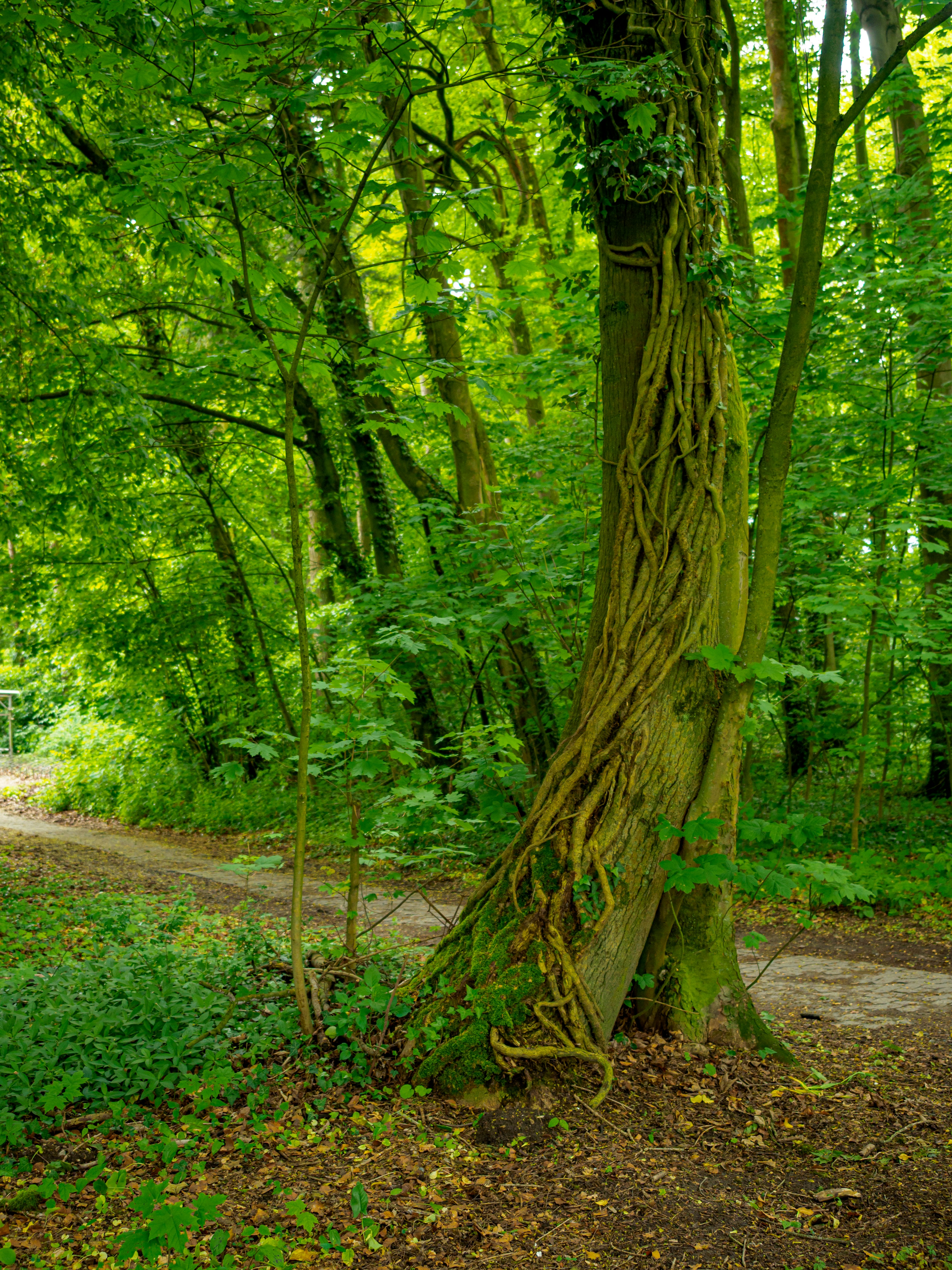 Vine-Wrapped Giant: A Tree Stands Out in the Green Corridor