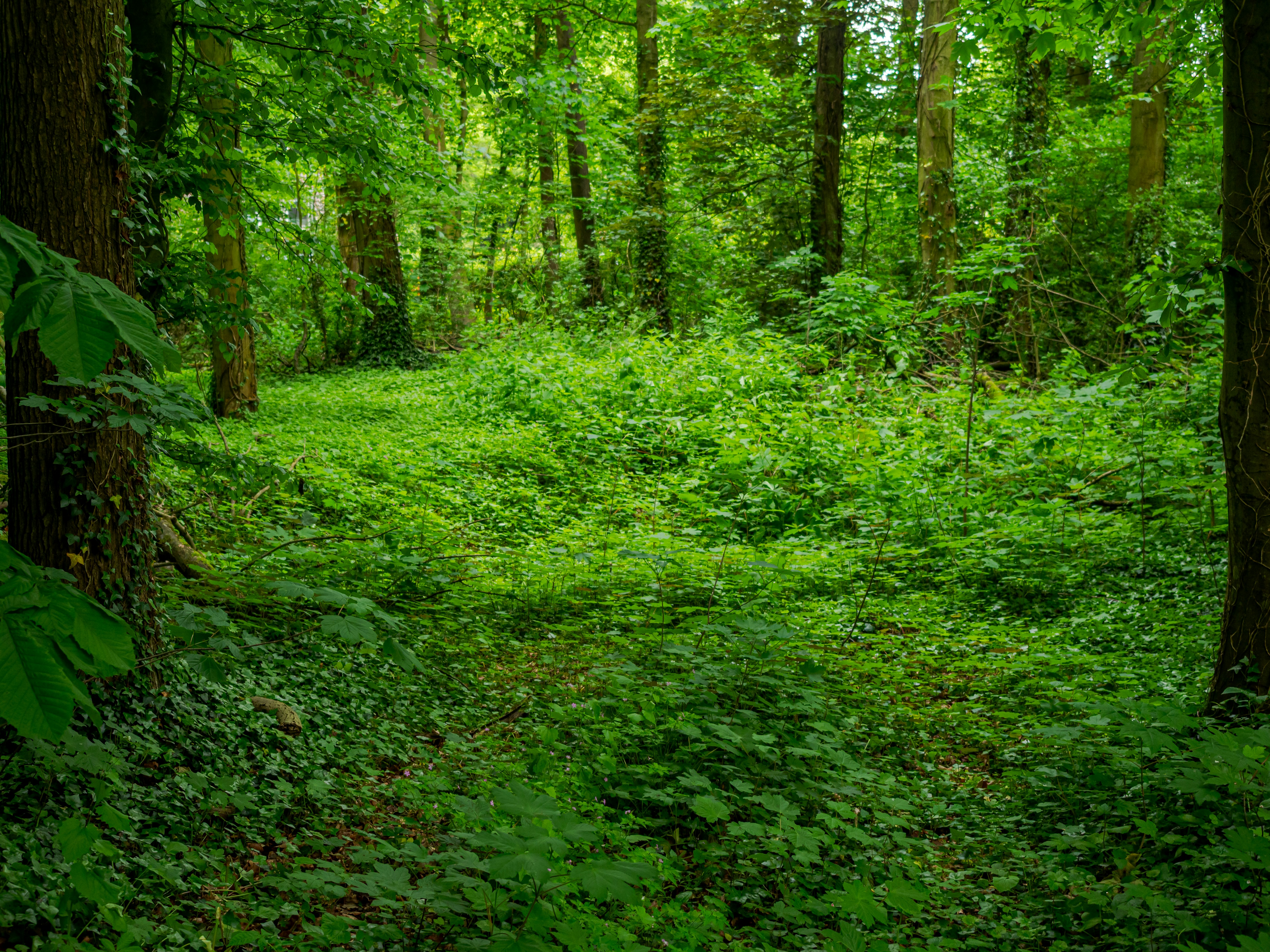 Emerald Understory: A Quiet Forest Floor