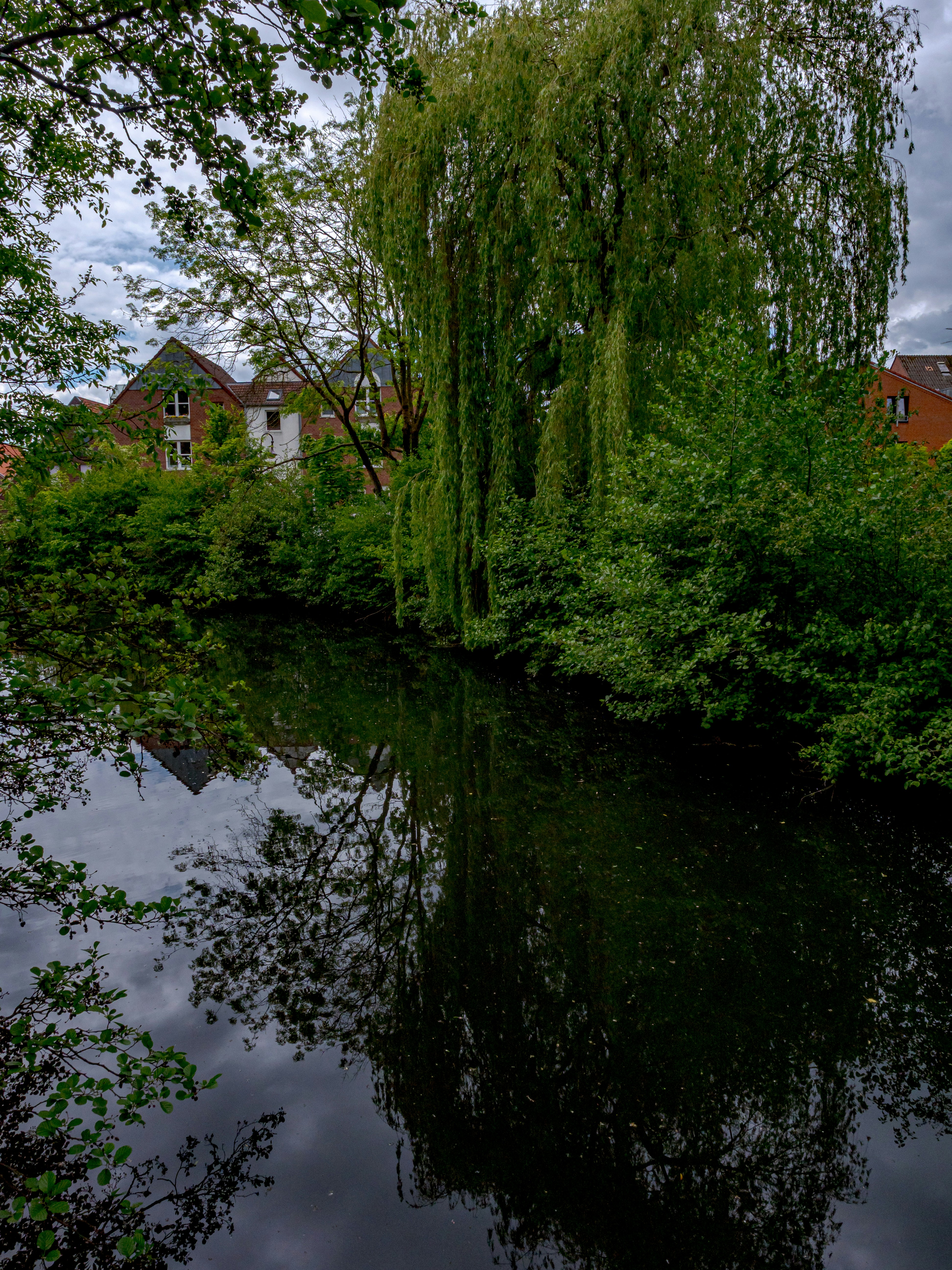 Reflections Beneath the Weeping Willow