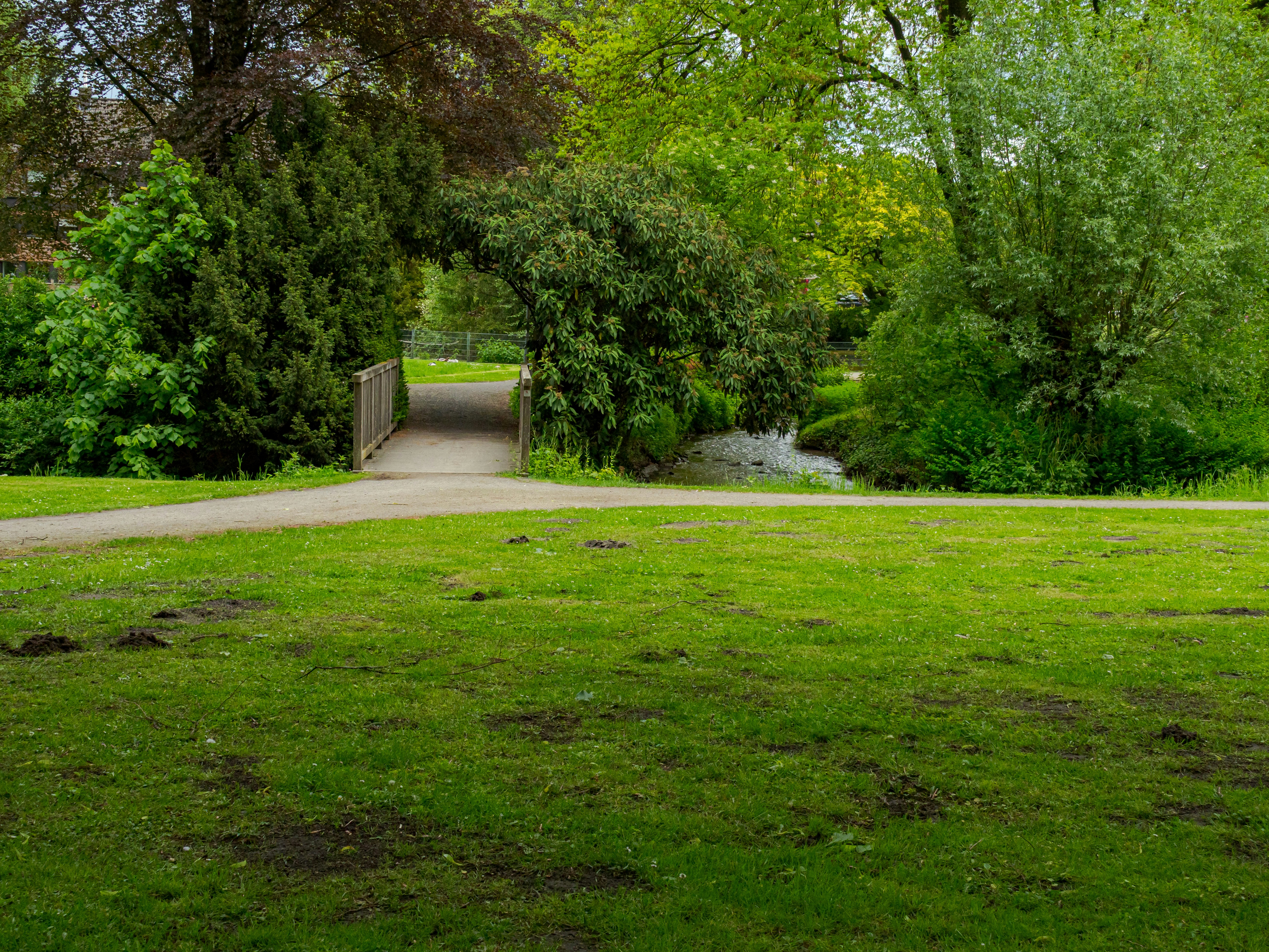 Serene Park Crossing: A Quiet Path Framed by Greenery