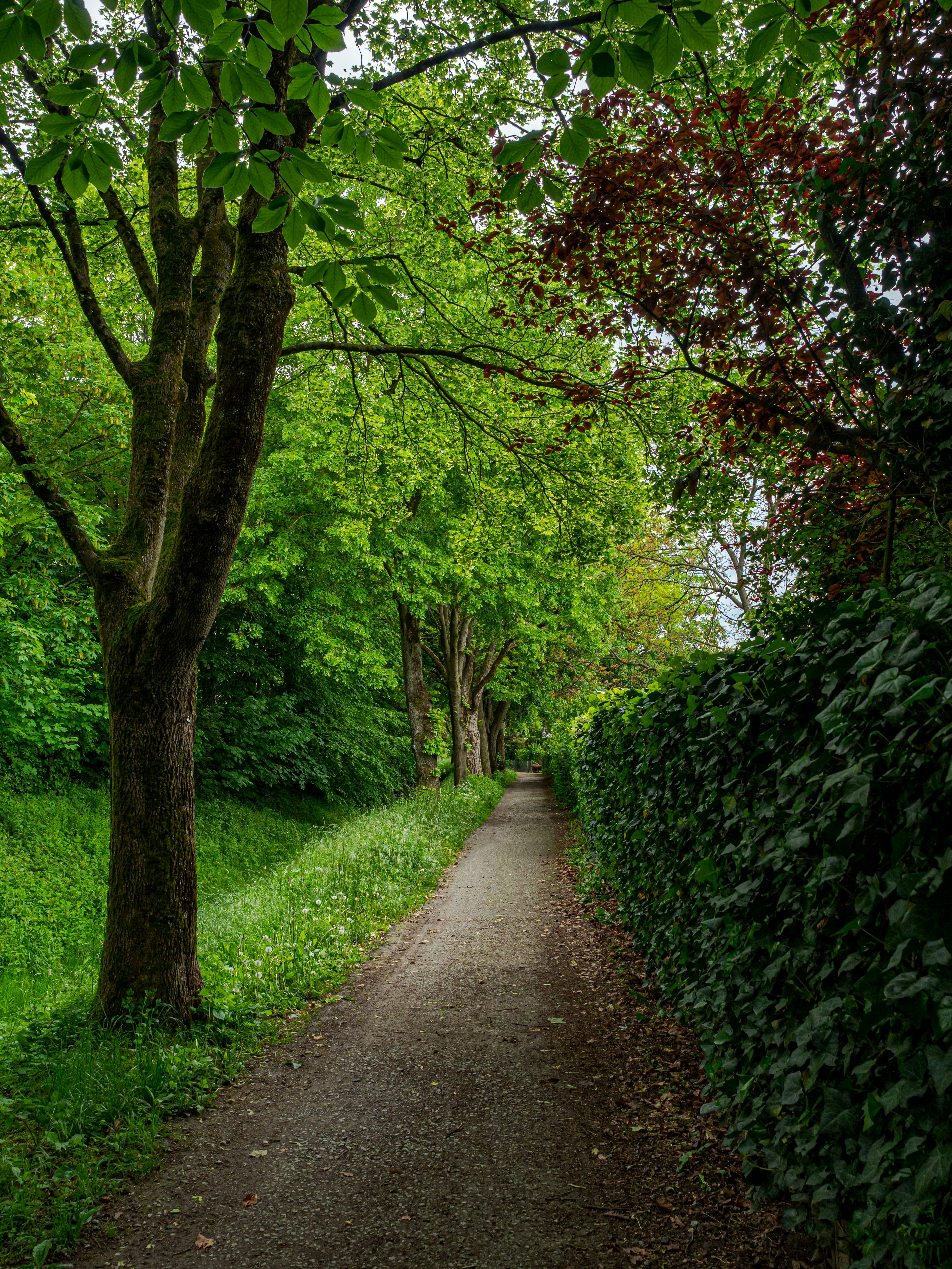 A Tunnel of Green: Sunlit Path Through a Living Corridor