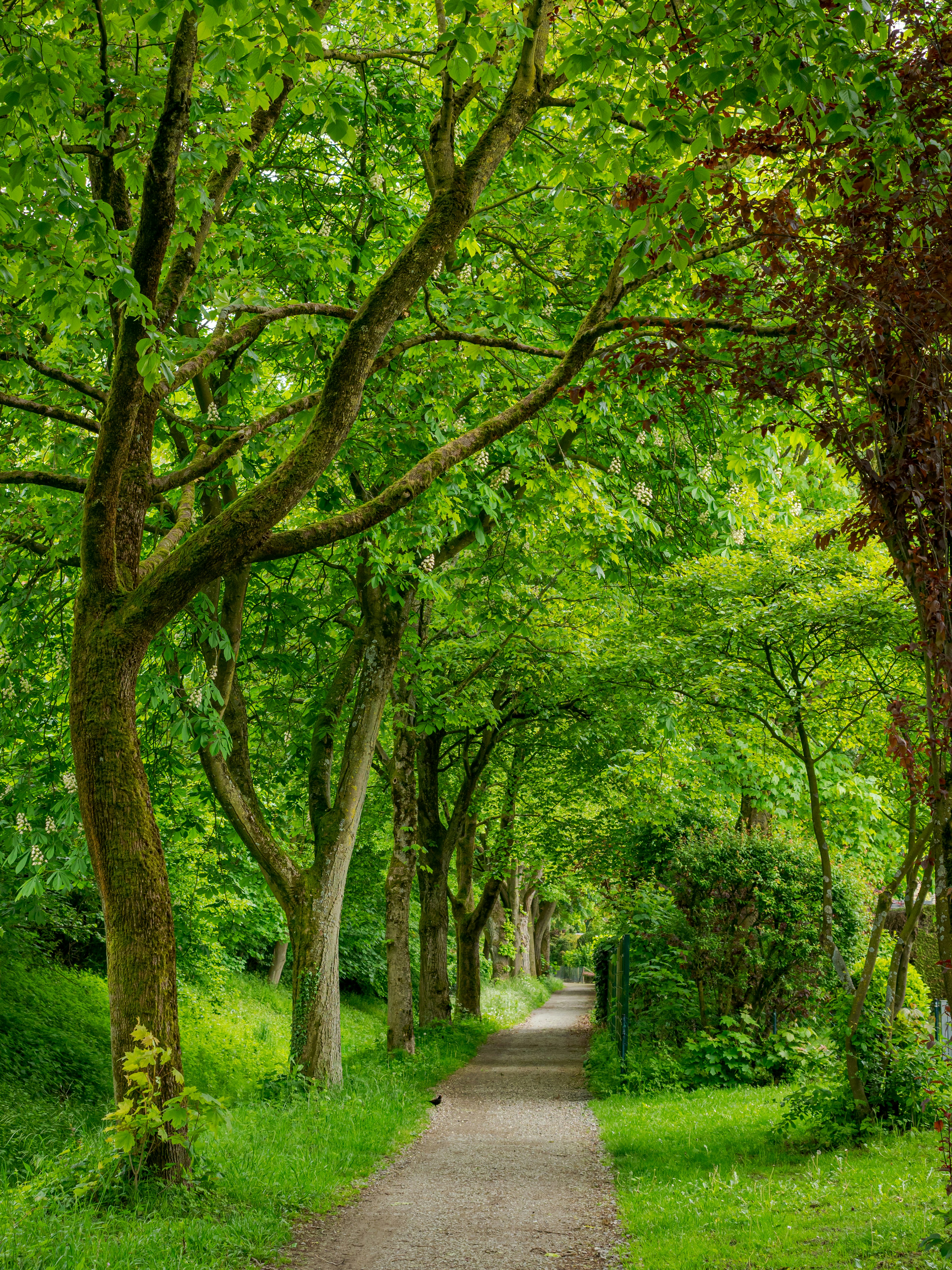Sunlit canopy over a tranquil tree-lined pathway