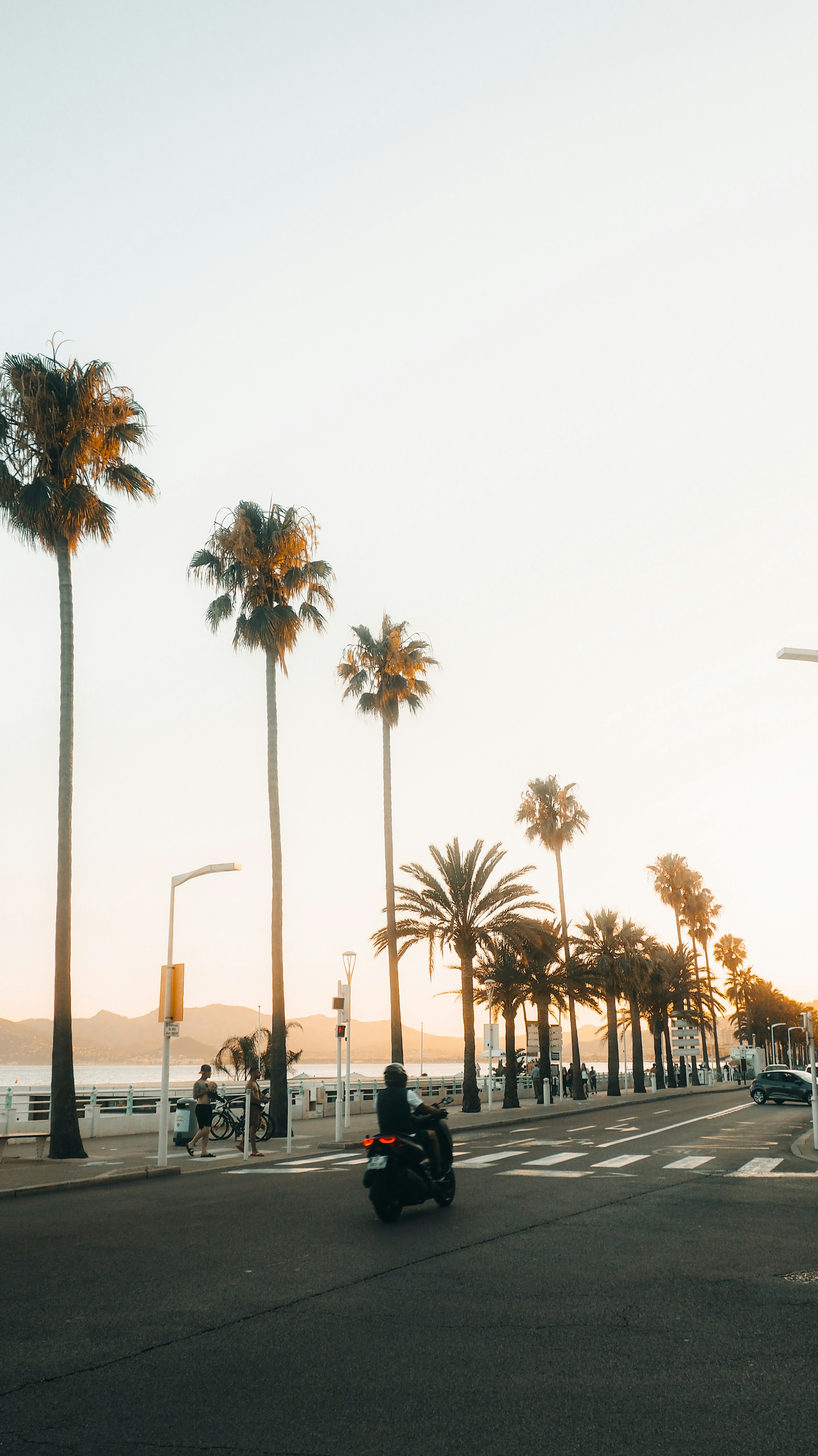 Palm-lined Promenade at Golden Hour