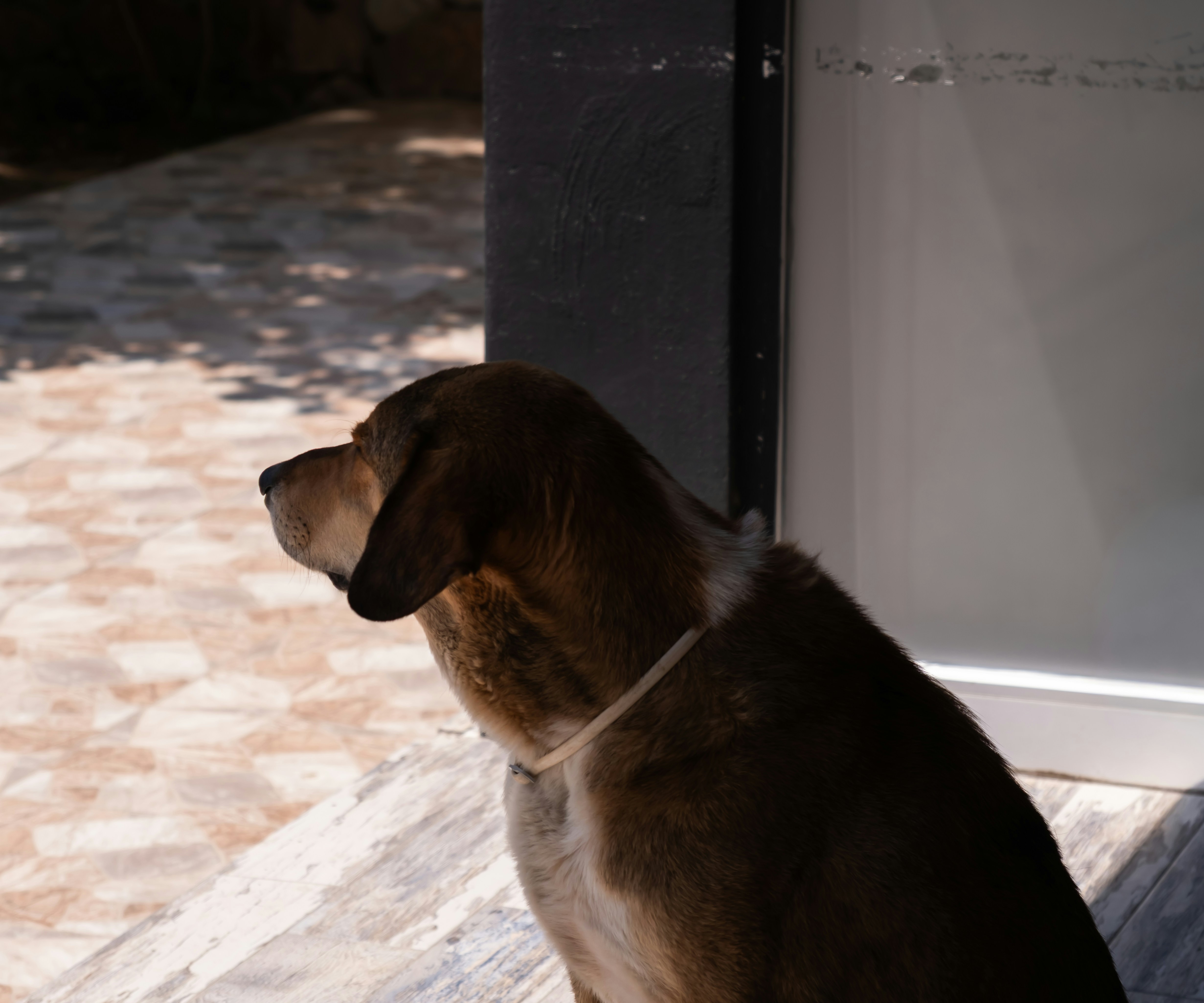 Quiet Sentinel: A Beagle’s Profile Against a Sunlit Threshold
