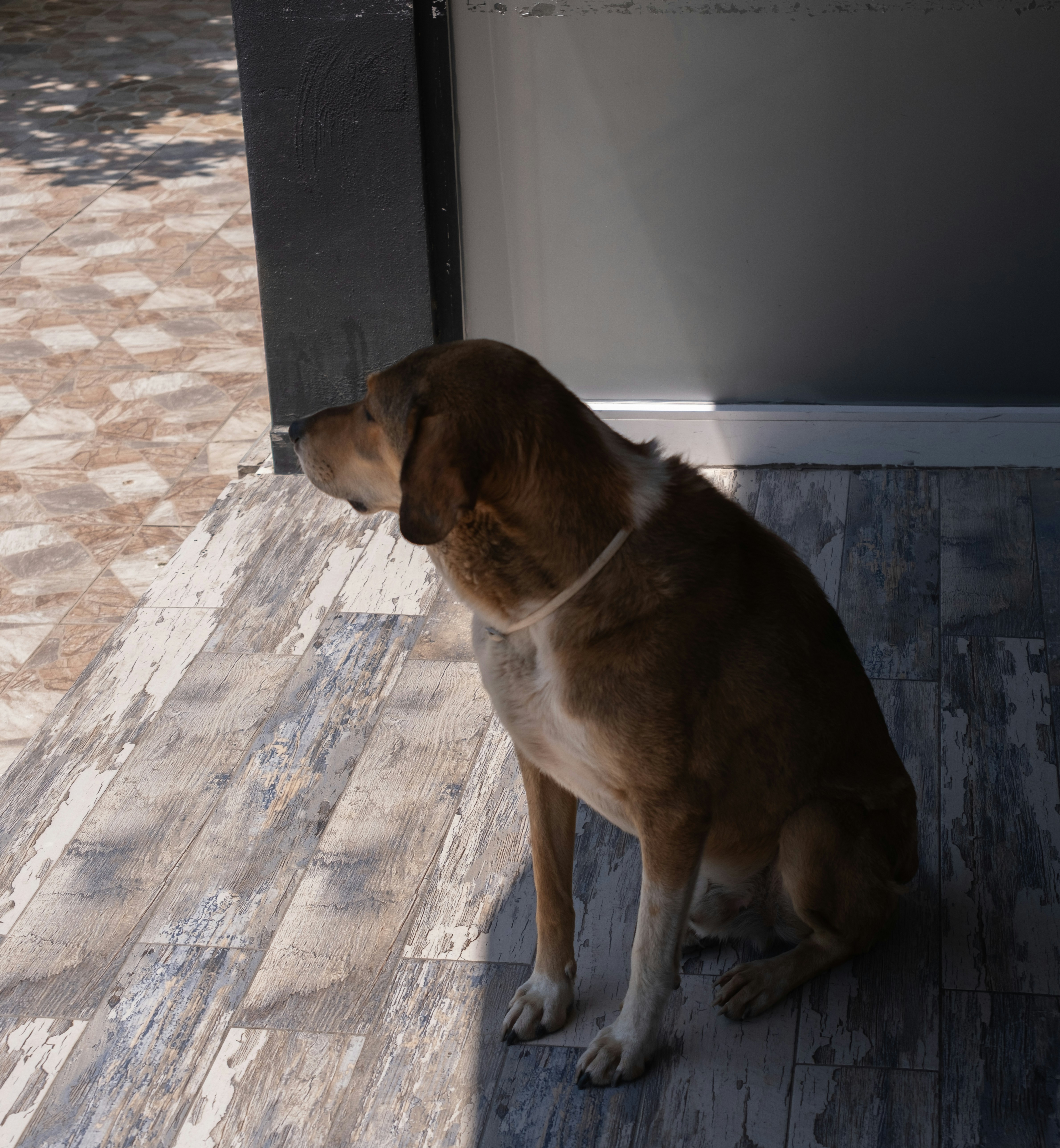 Hushed Watcher by the Doorstep