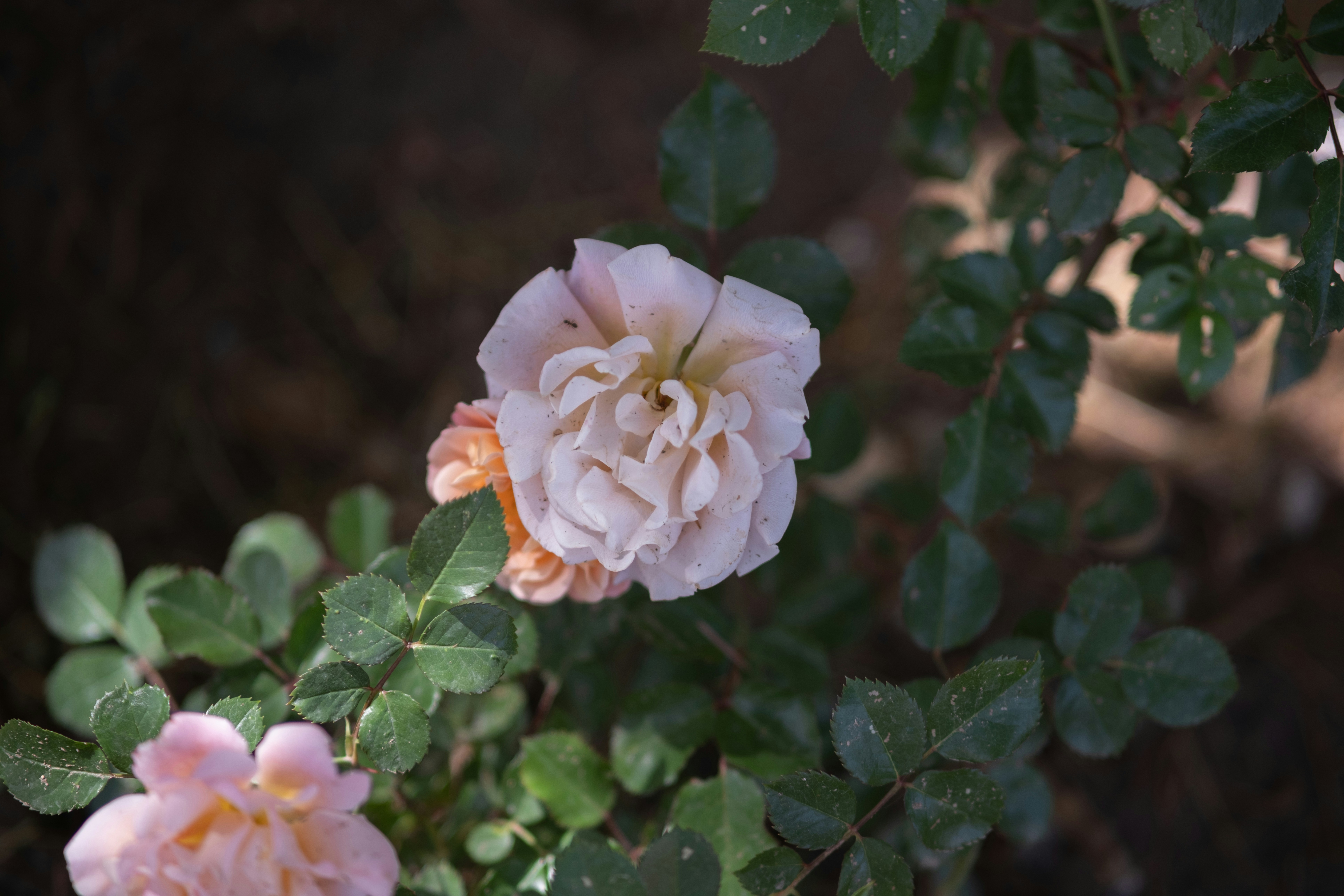 Soft Peach Bloom in Gentle Dappled Light