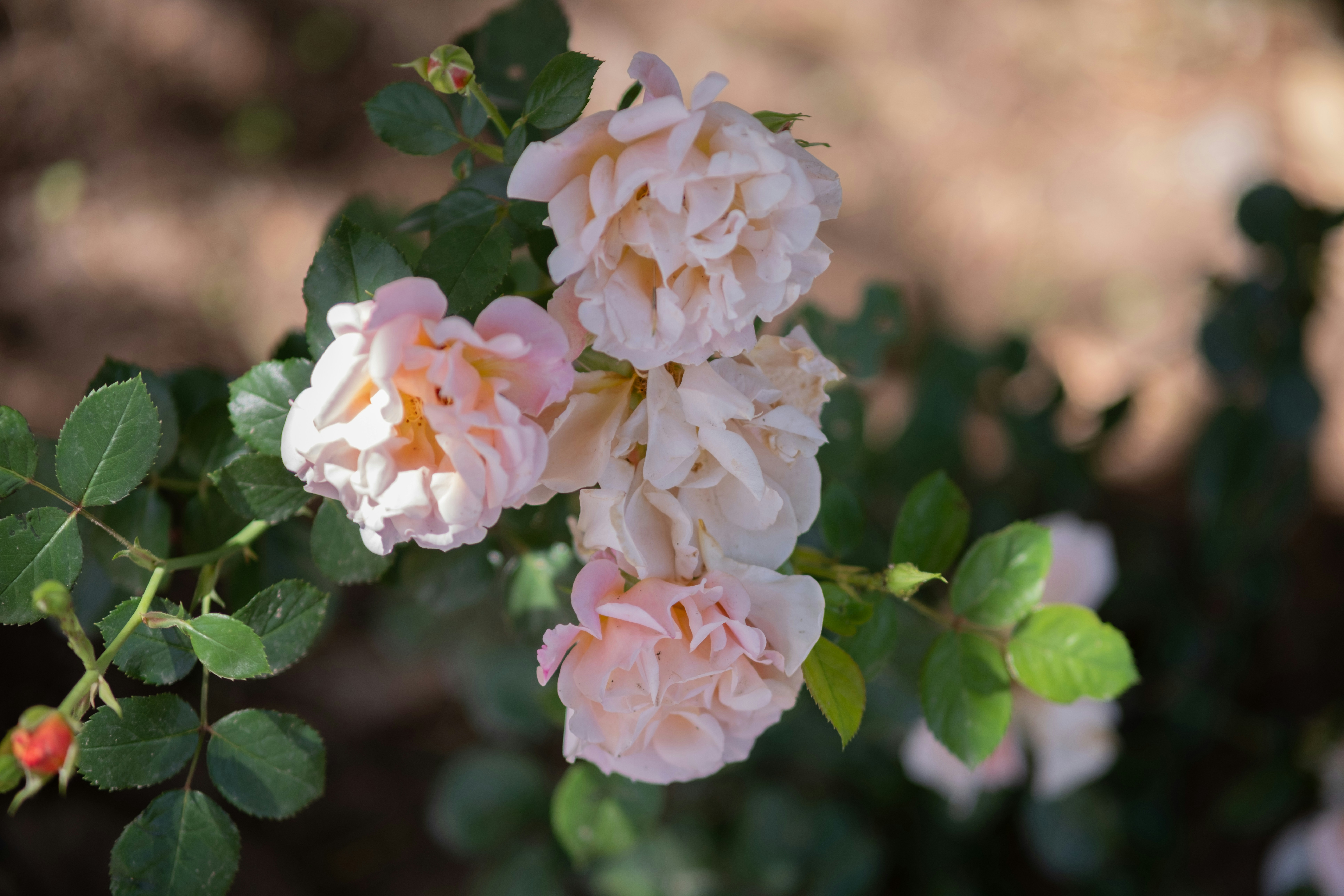 Soft Rose Mosaic: Delicate Blooms in Warm Garden Light