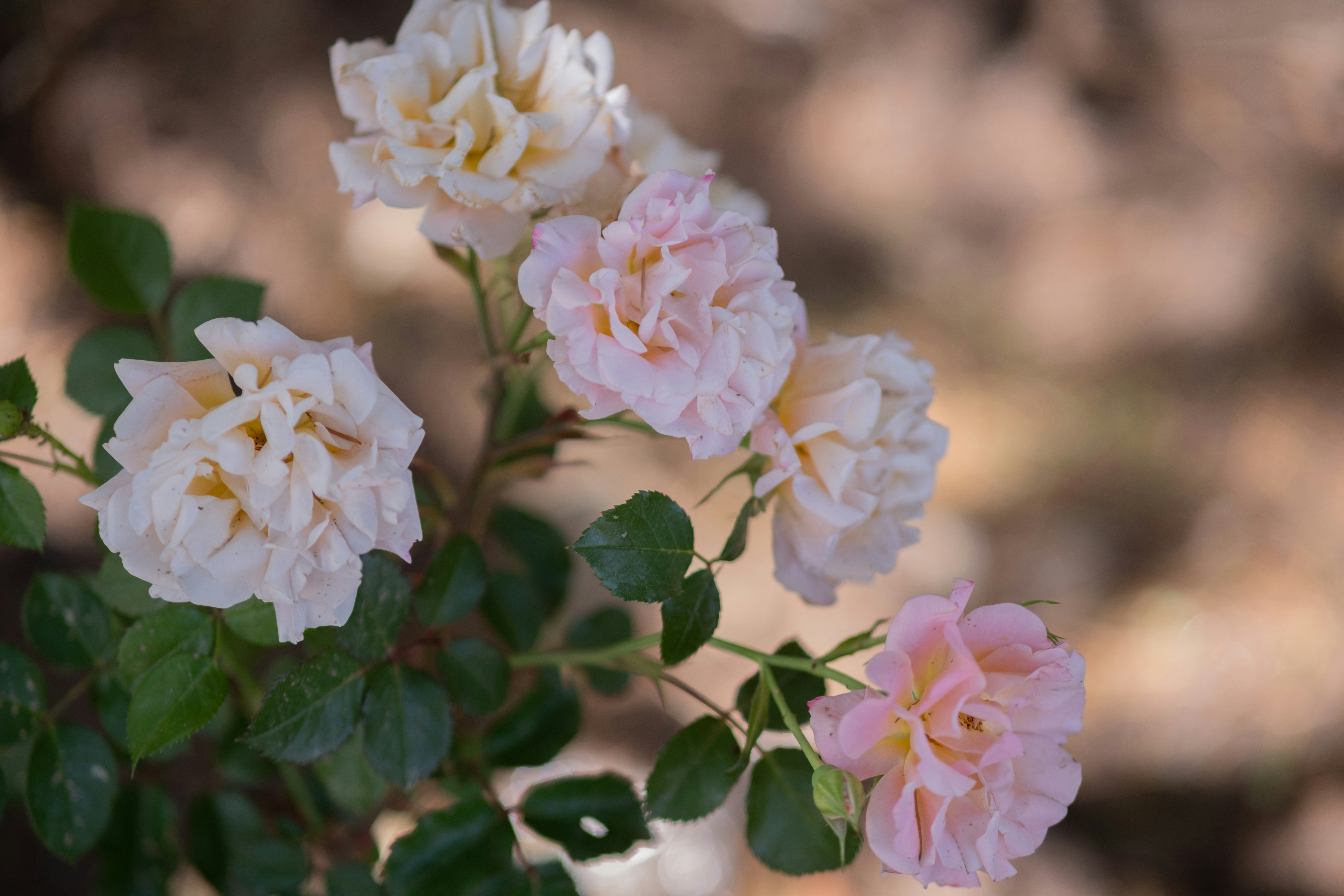 Soft Petals in Spring Light