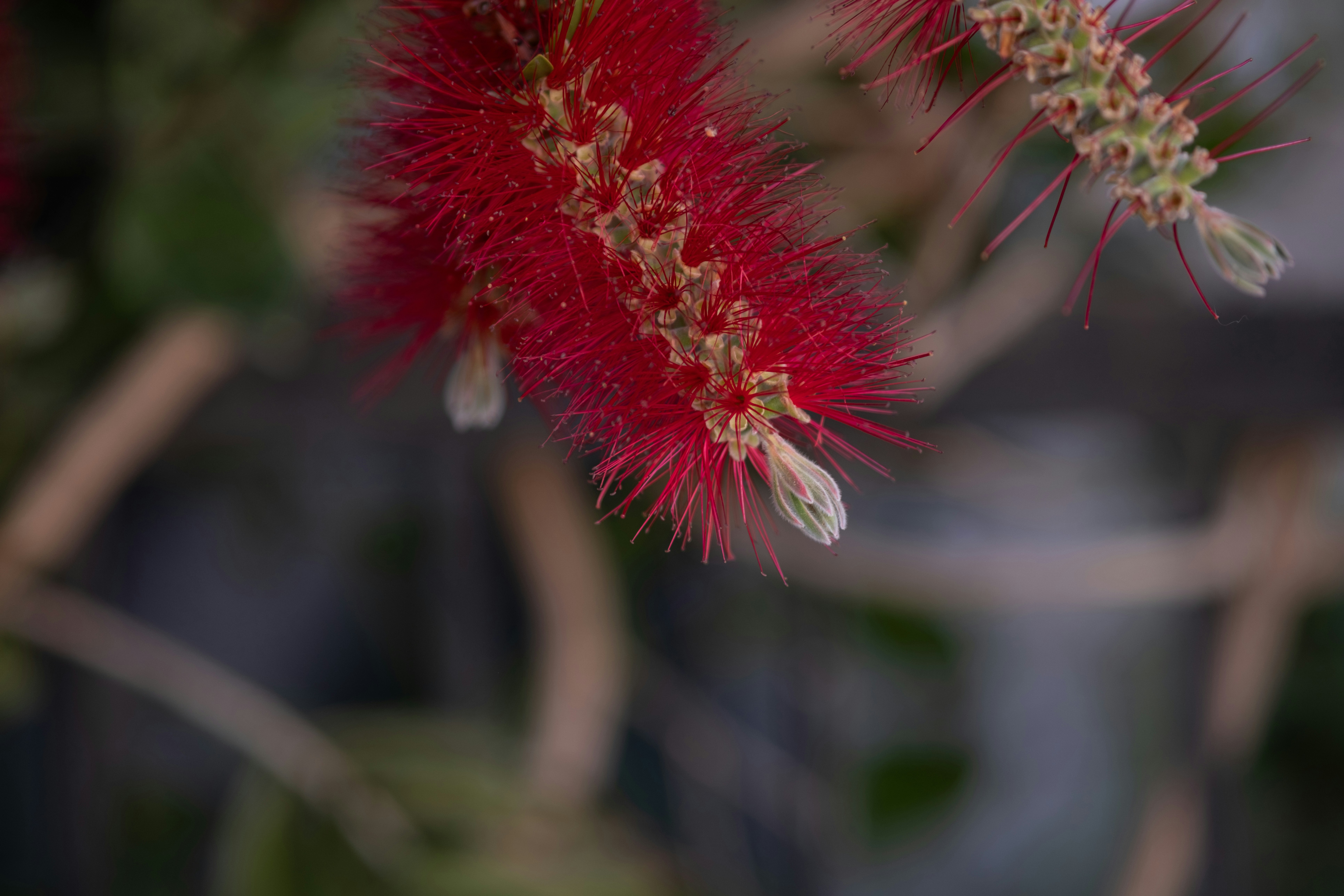 Red Bottlebrush Bloom in Soft Focus
