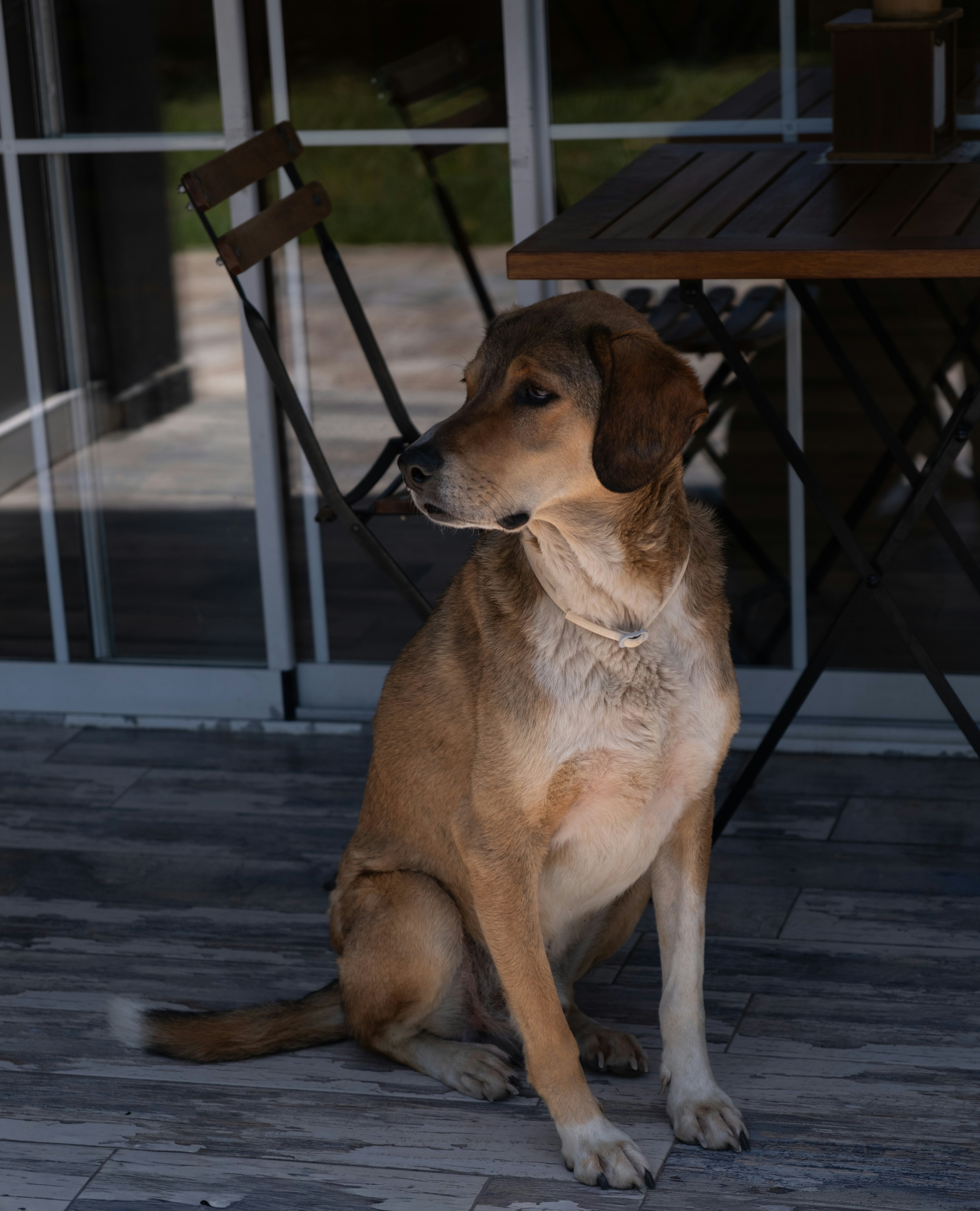 Quiet Watcher on the Wooden Porch