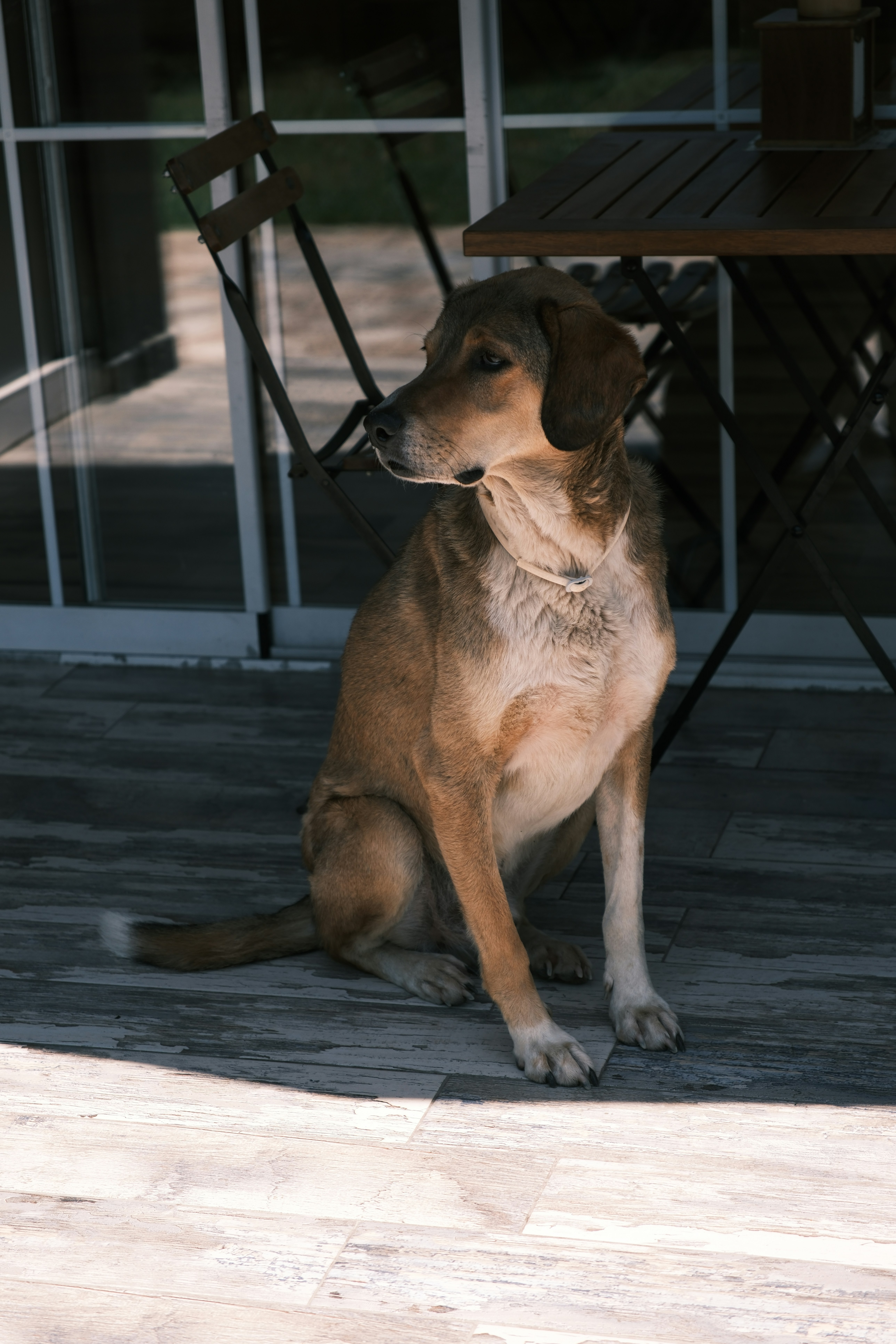 Portrait of a seated hound on a sunlit patio