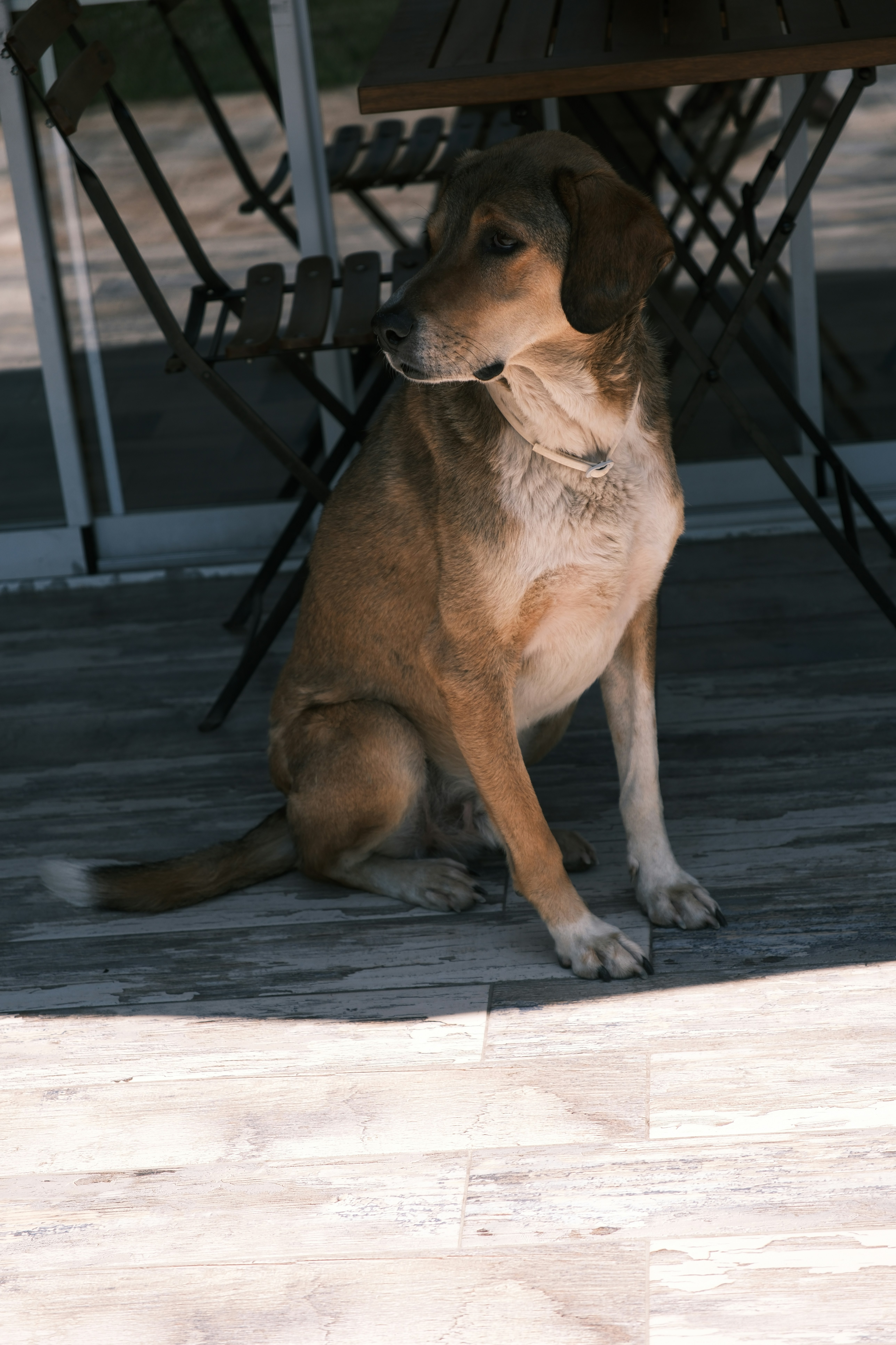 Lounging Under the Patio: A Loyal Watcher on Shaded Decking