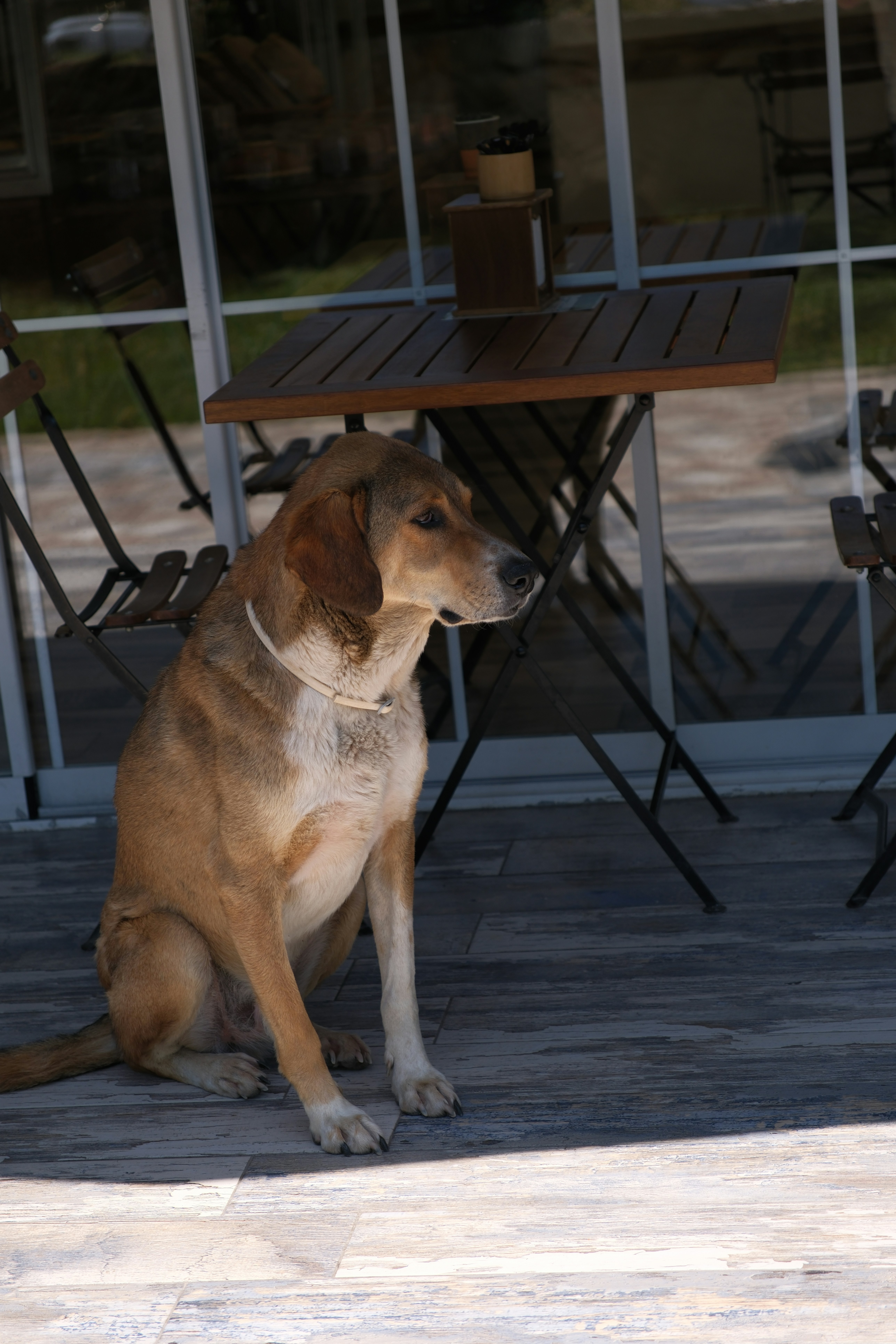 Loyal Sentinel on the Patio
