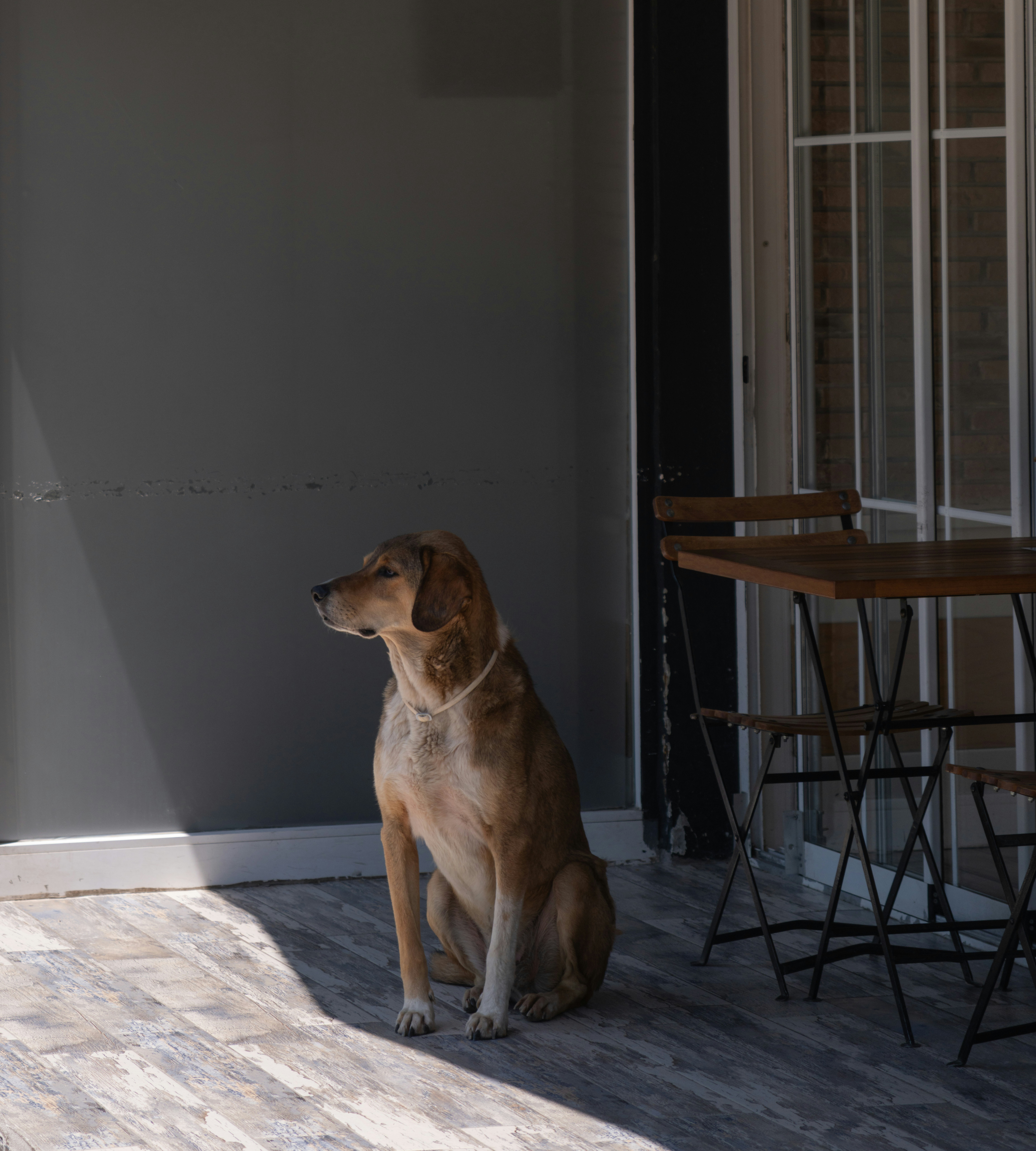 Golden Hour Guardian: A Beagle by the Patio Door