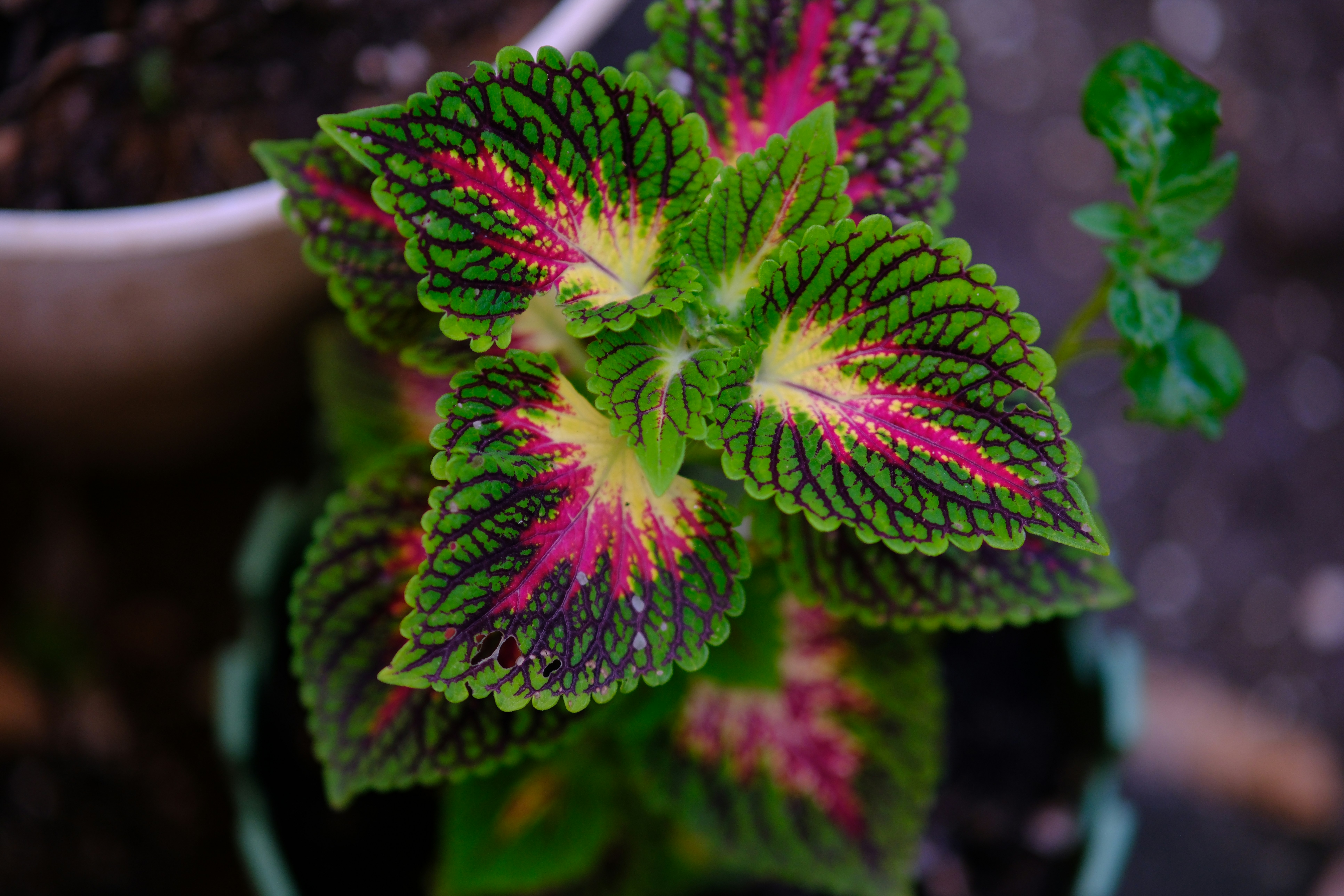 Colorful Coleus Spotlight: Neon Green, Magenta, and Laurel Veins Up Close