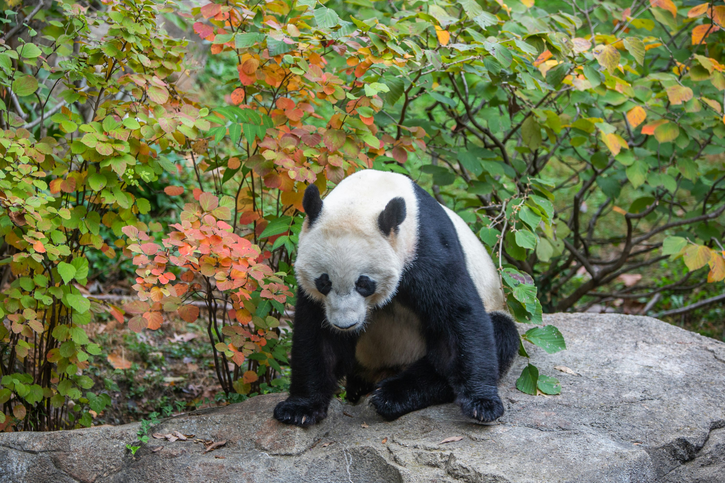 Grounded Ponder: A panda pausing on a rock