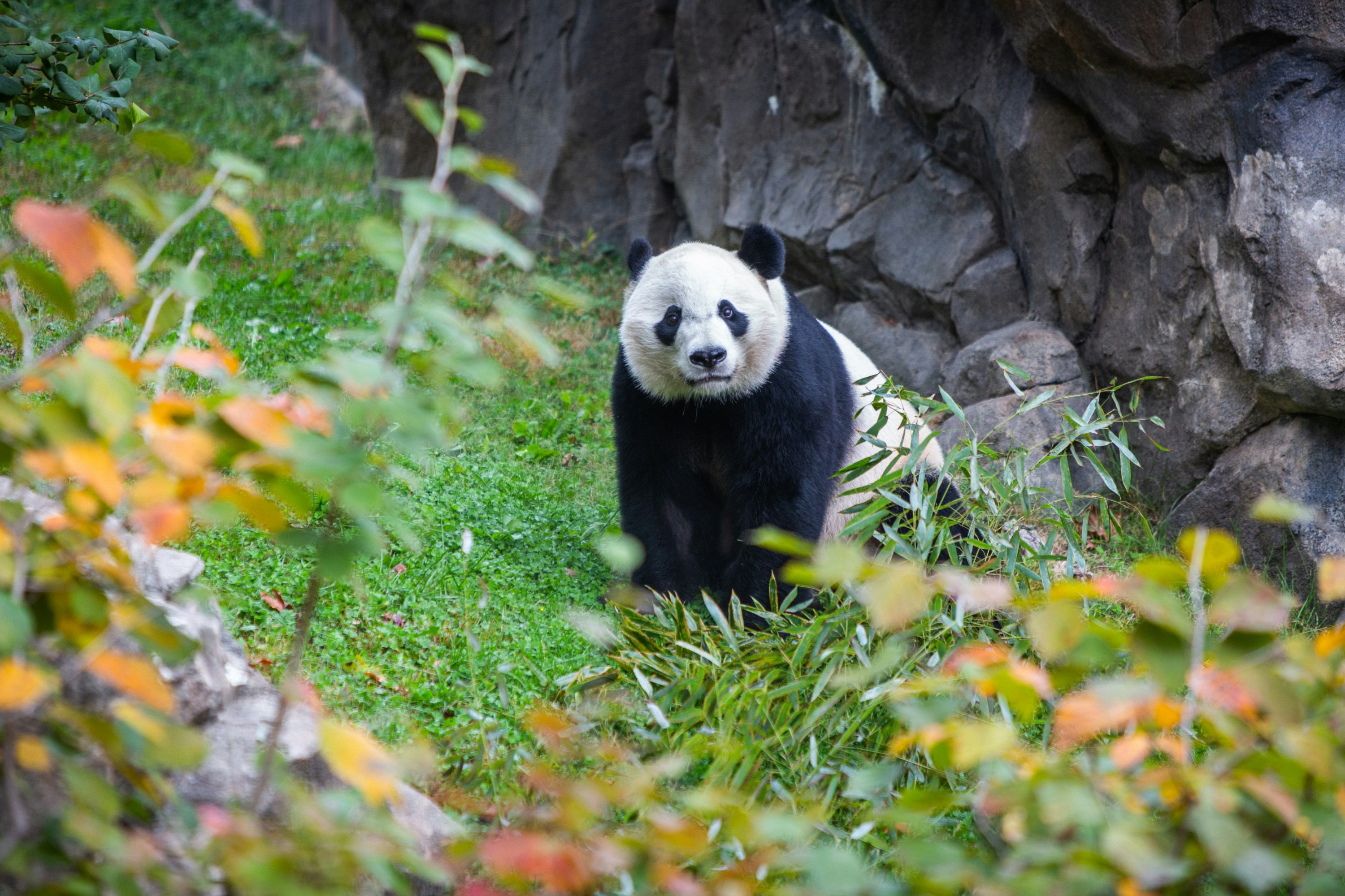 Emerald Ascent: A Giant Panda Amid Greenery