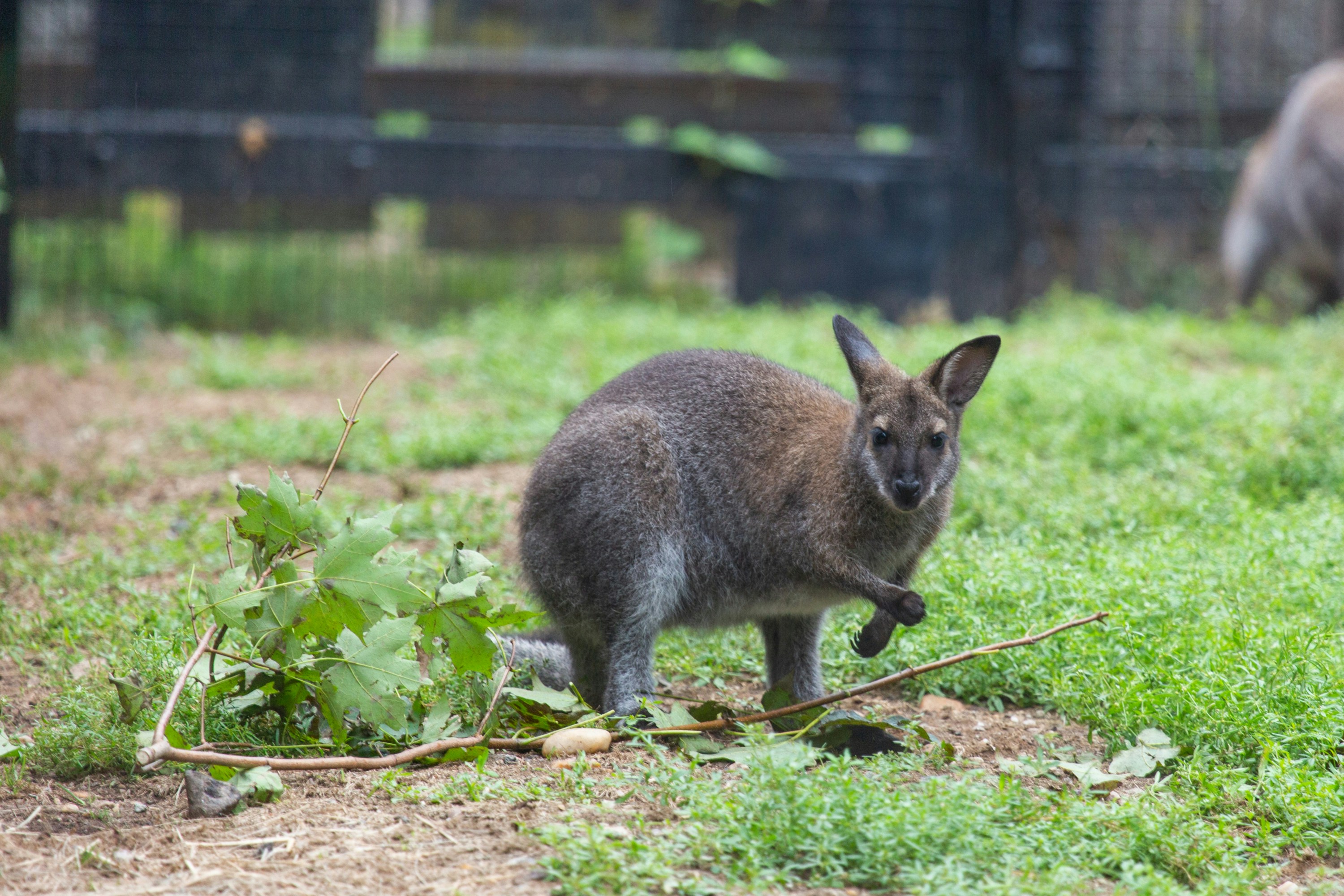 Midfield Stare: A Southern Tree Kangaroo on Patrol