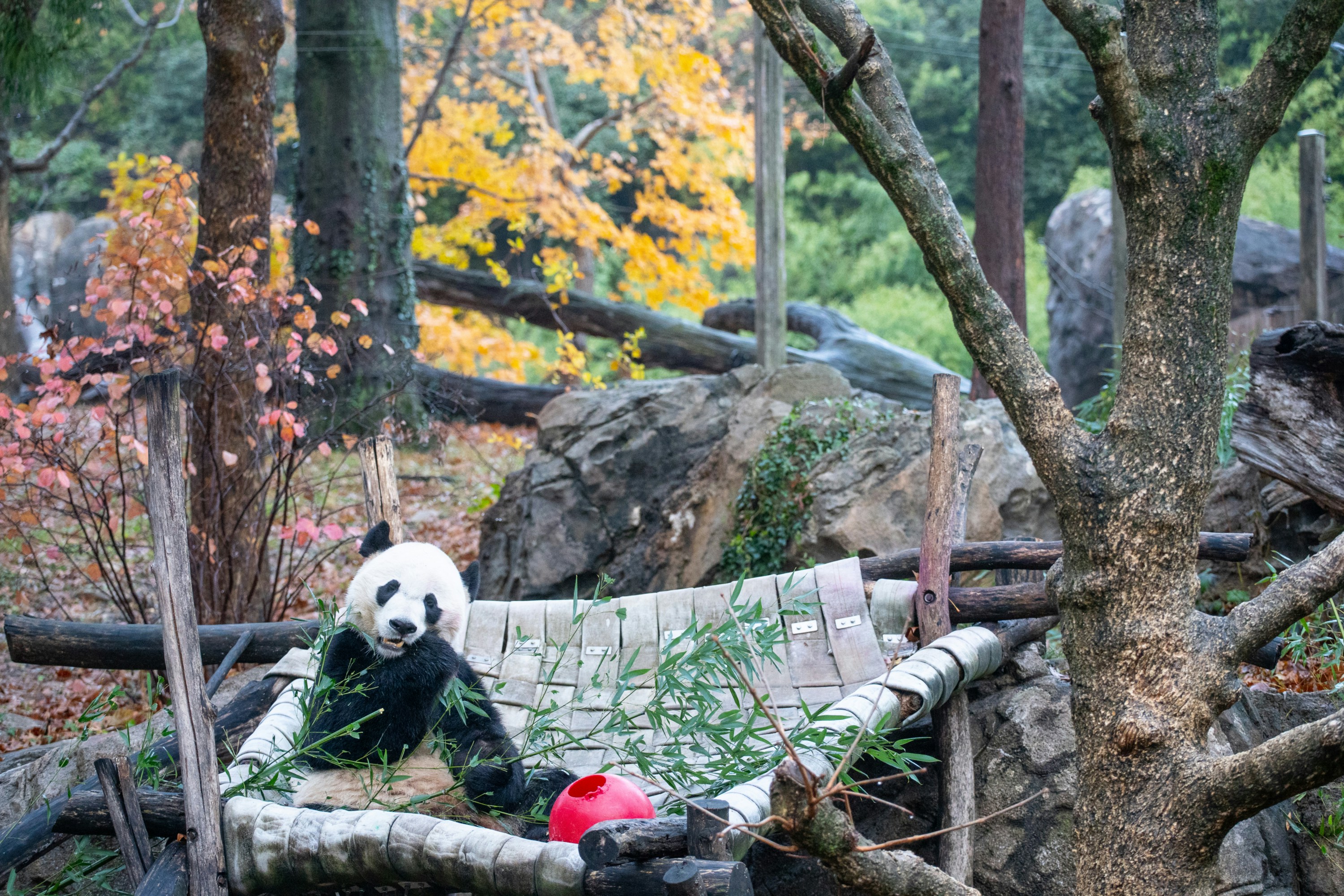 Panda at Rest Beneath Autumn Canopy