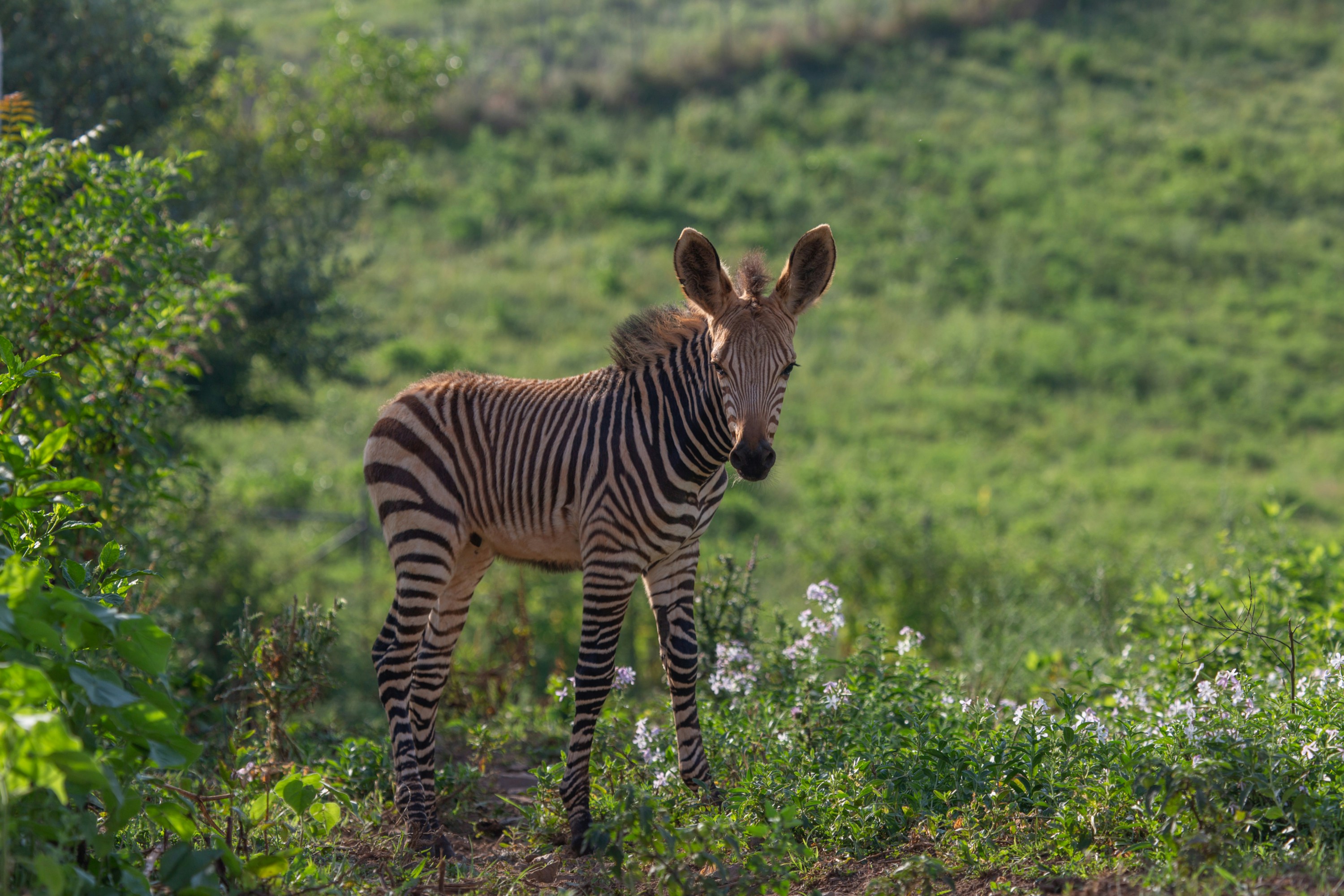 Zebra Stride in Sunlit Scrub