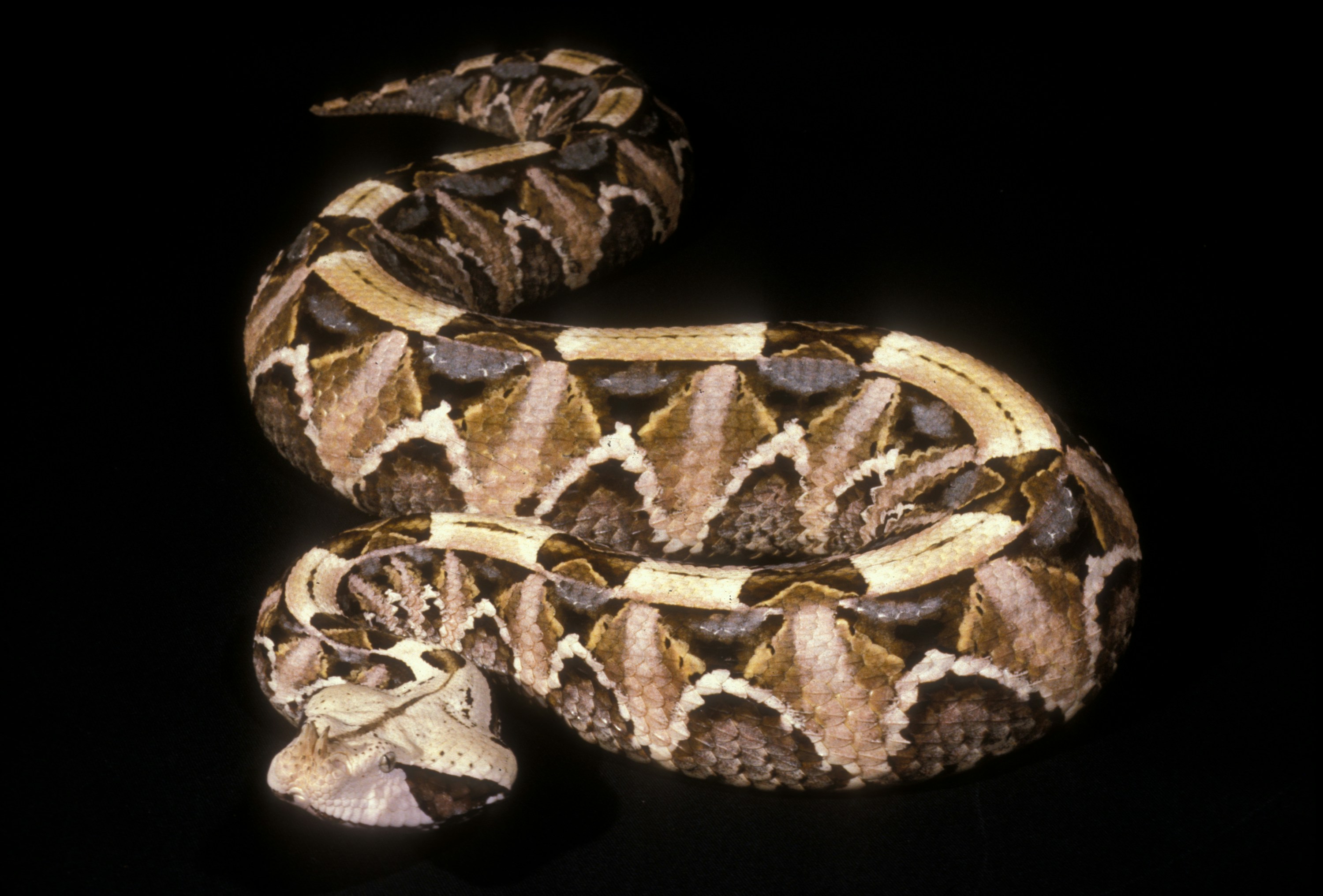 Coiled Venom: A Ring of Patterned Hues