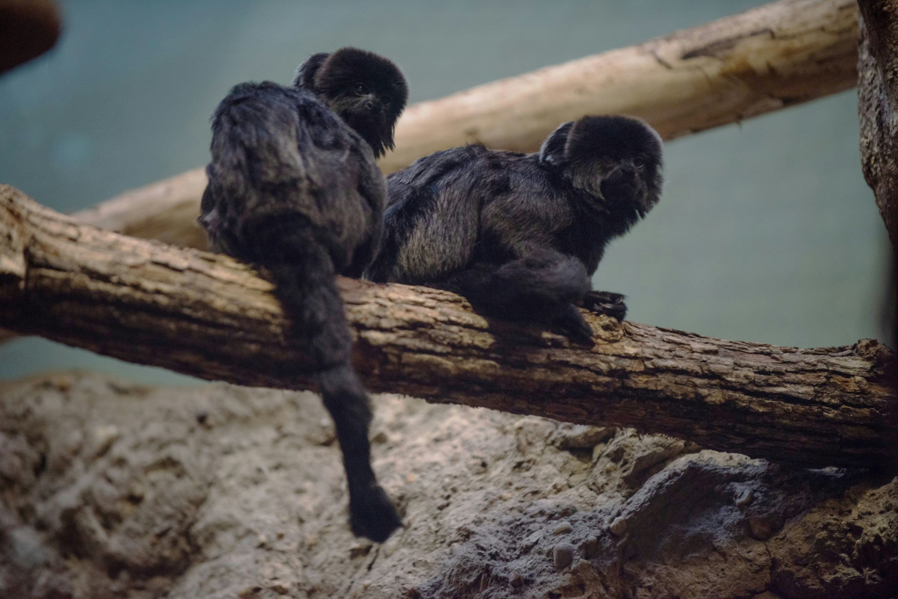 Two Gibbons Rest on a Sunlit Log