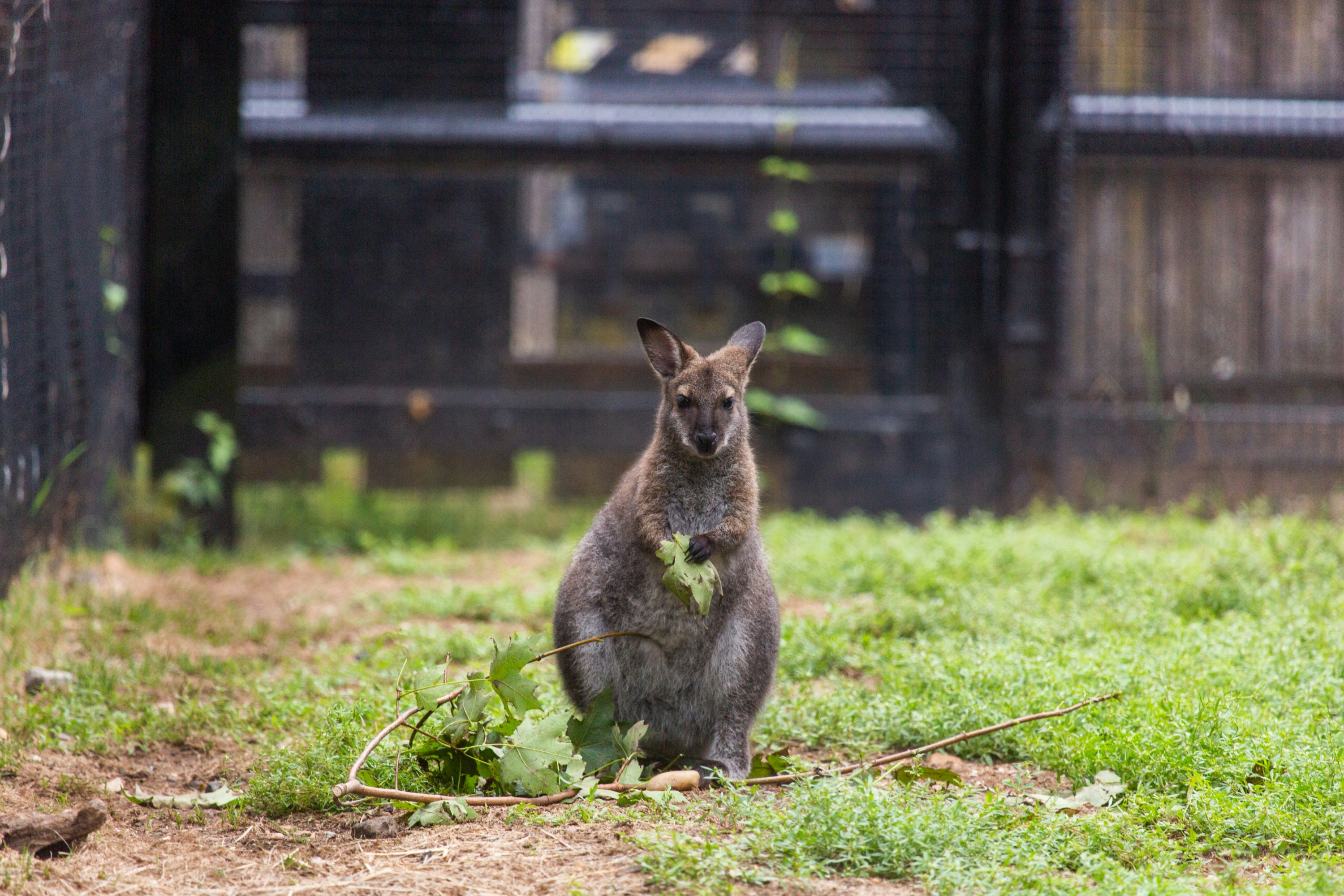 Curious Wallaby Sitz: a wooden enclosure frames a quiet moment
