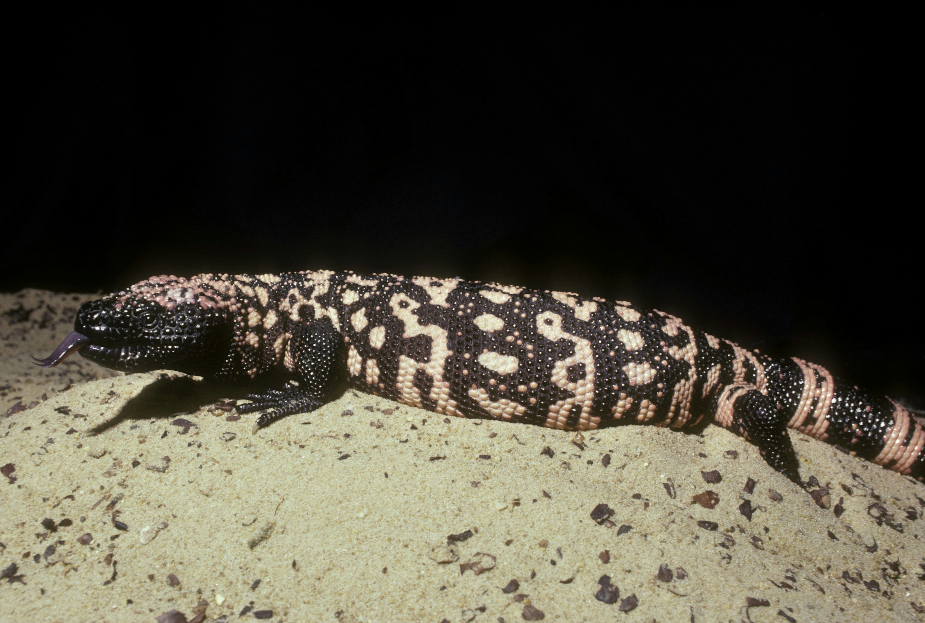 Spotted desert lizard crossing a sandy surface against a dark background, highlighting its textured skin and distinctive markings.