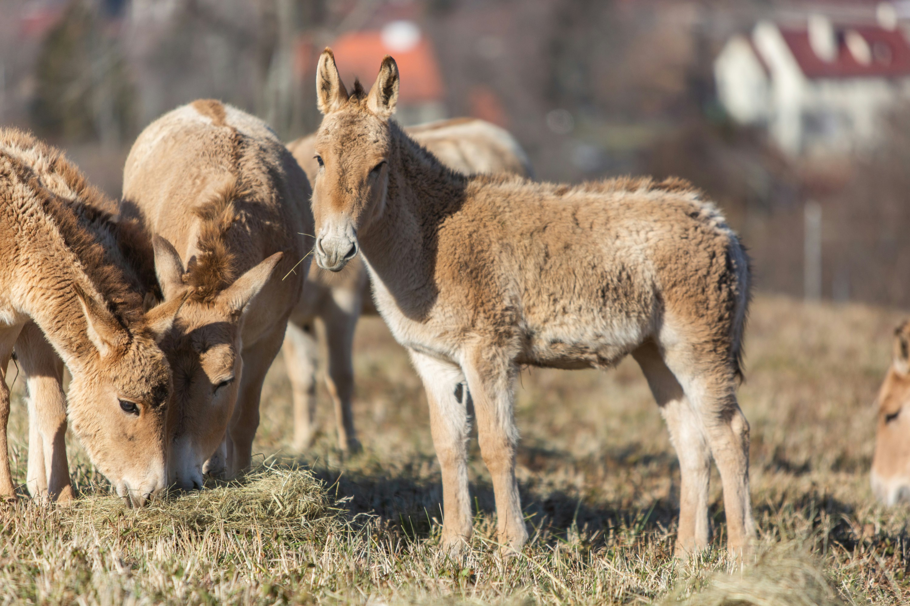A Quiet Herd: Donkeys Grazing Under Soft Spring Light