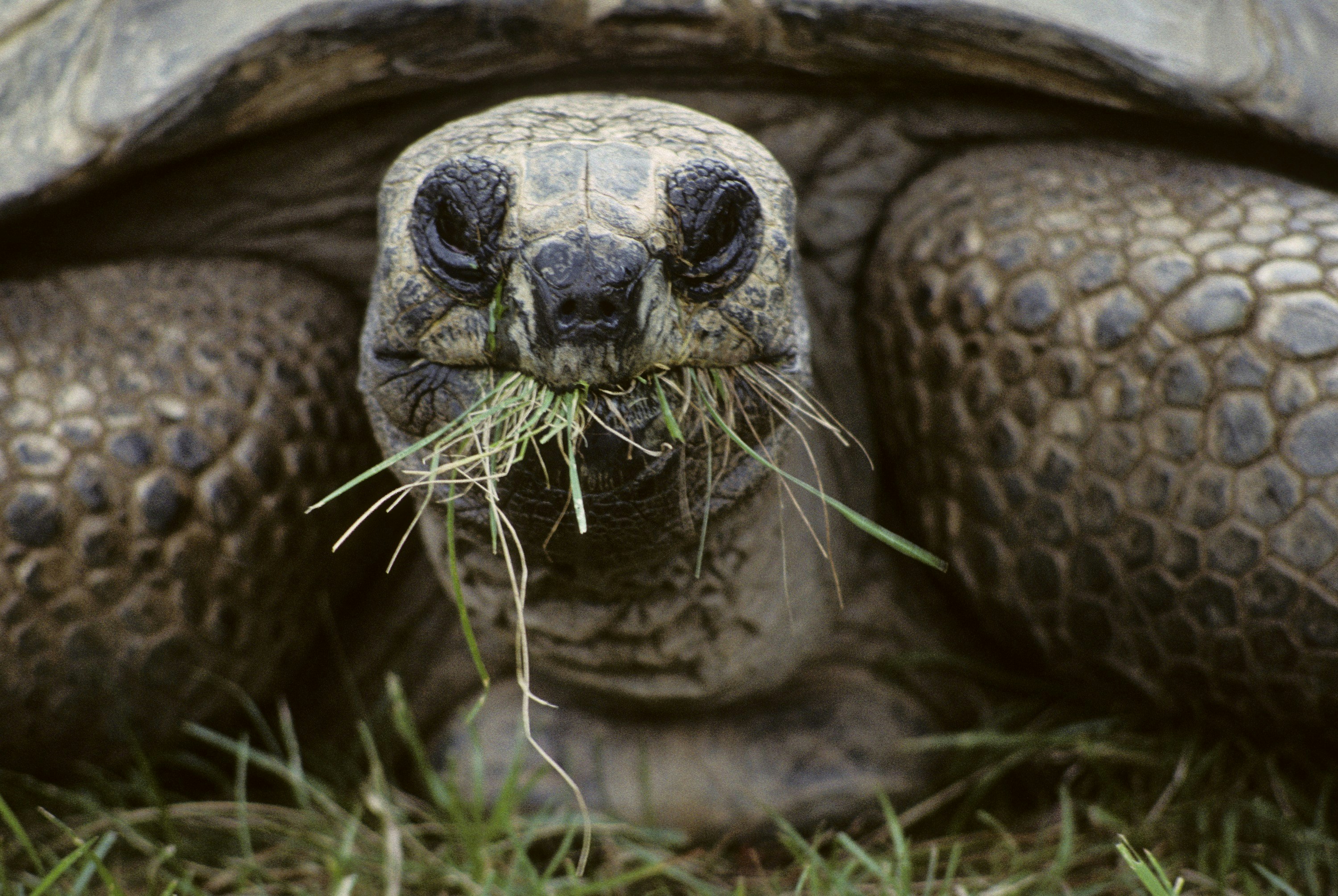 Grounded Gaze: A Close-Up of a Tortoise with Grass-Stained Muzzle