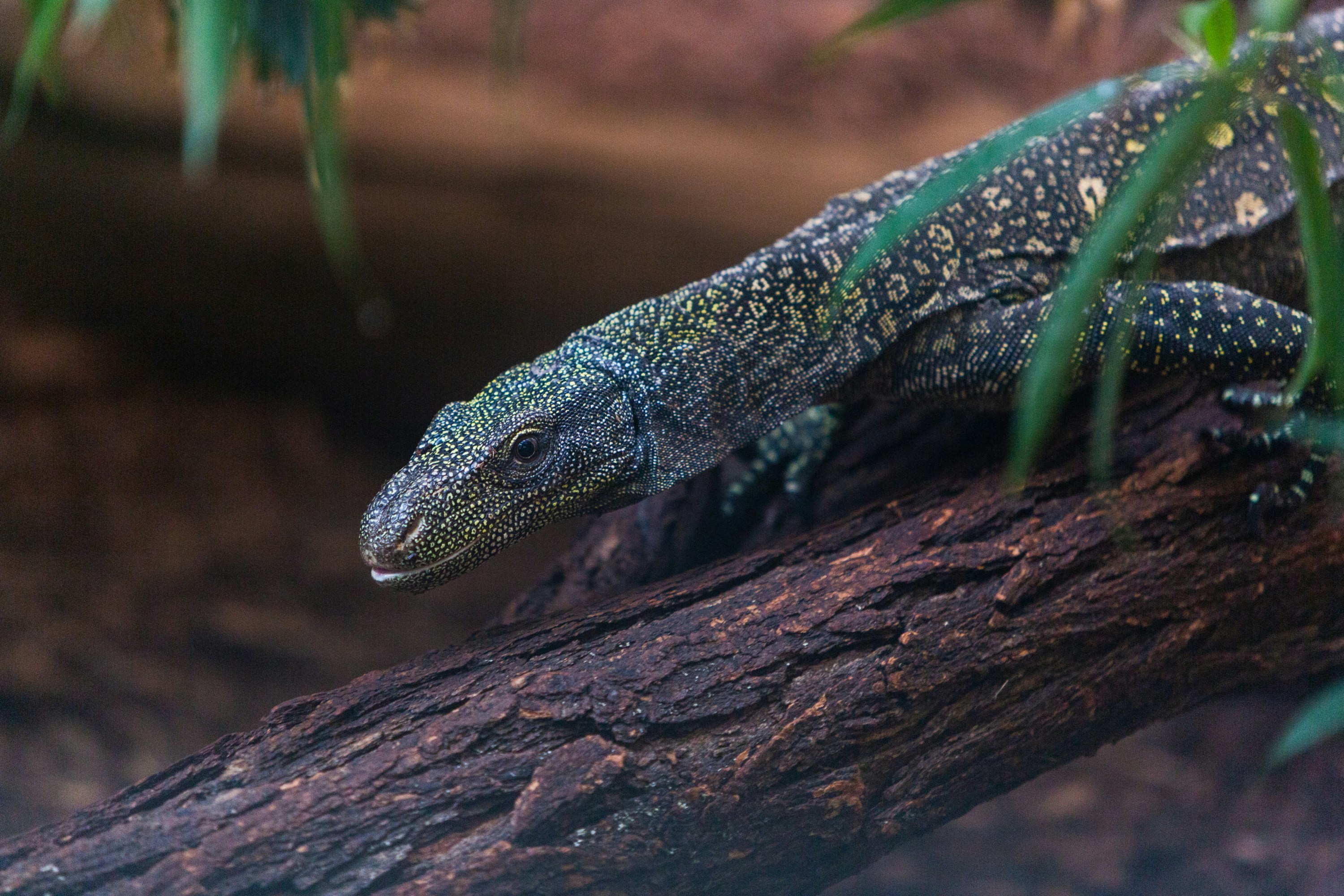 Emerald-speckled Lizard Poised on Weathered Log