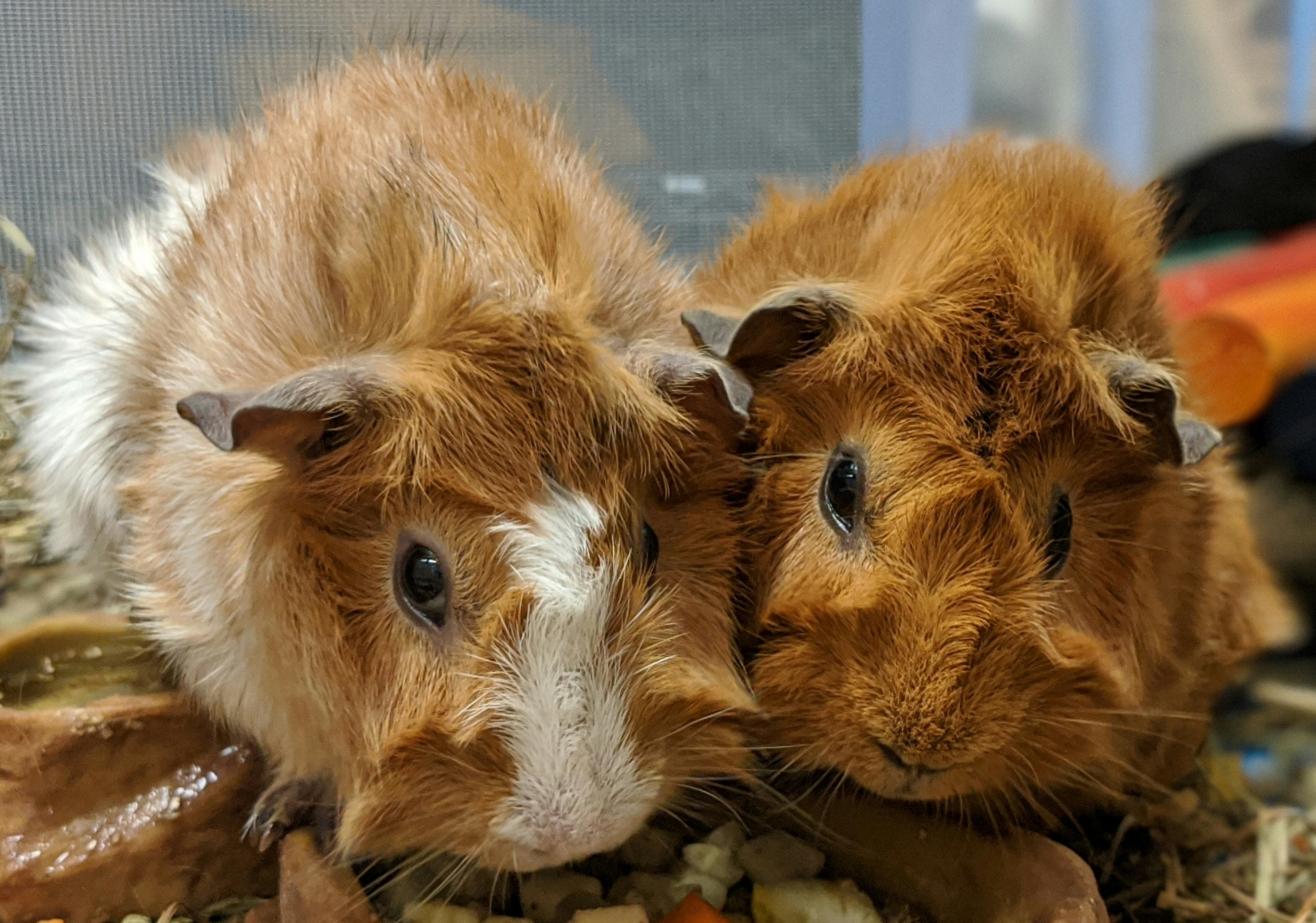 Twin whiskers: close-up of two curious guinea pigs sharing a meal
