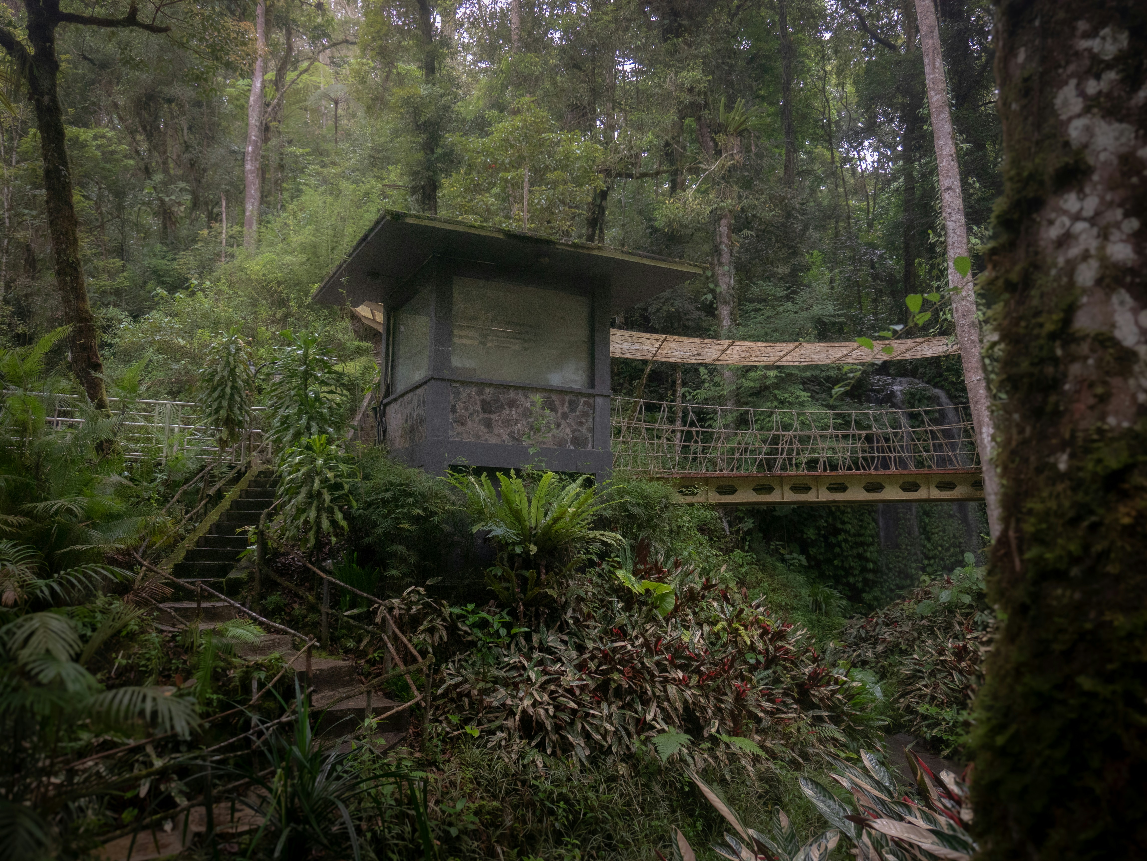 Hidden treetop lookout: a serene rainforest refuge