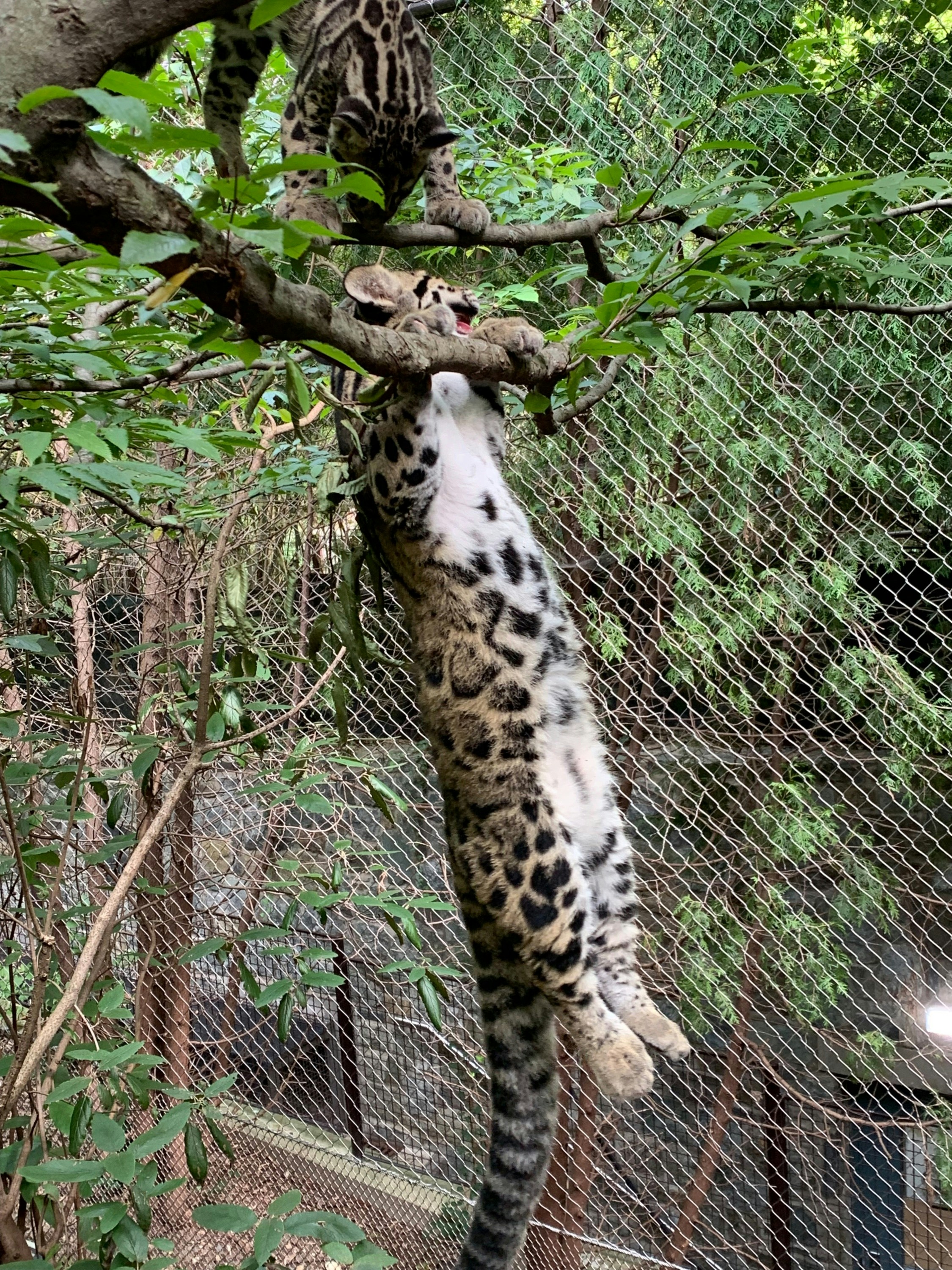 Leaning Leopard: A Cat’s Climbing Moment Inside Enclosure