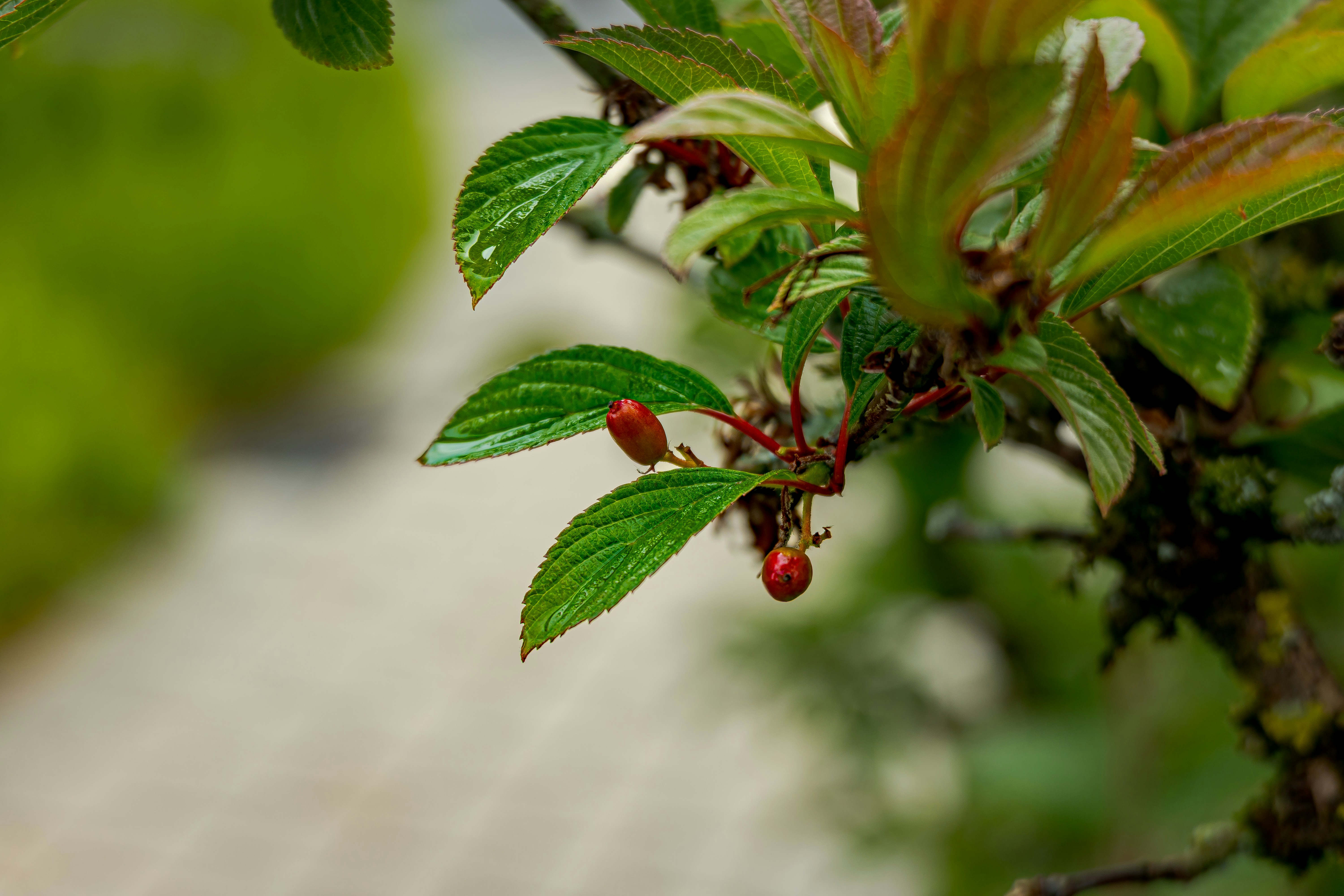 Red Cherry Buds on a Green Stage