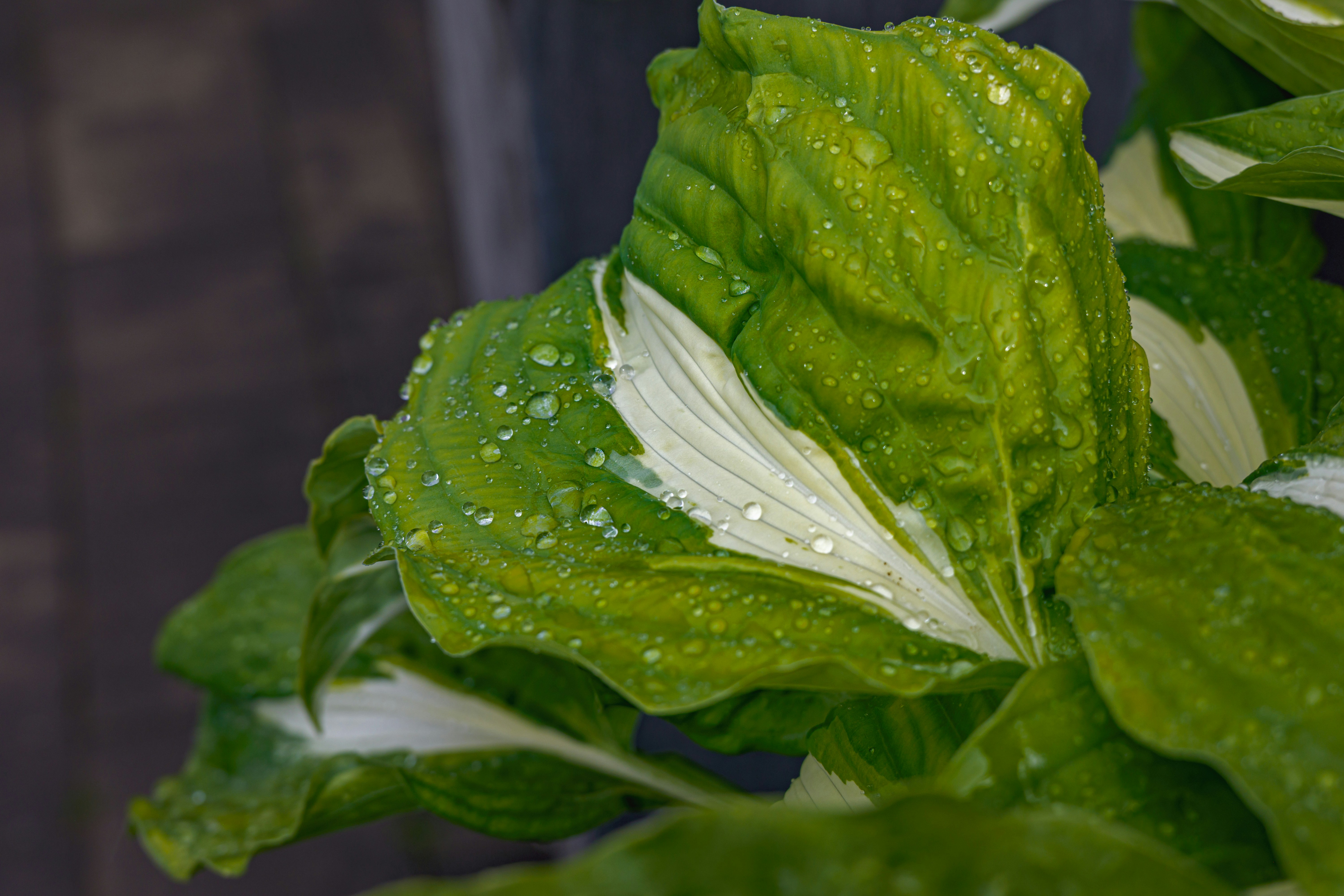 Dew-kissed greens: close crop of variegated lettuce
