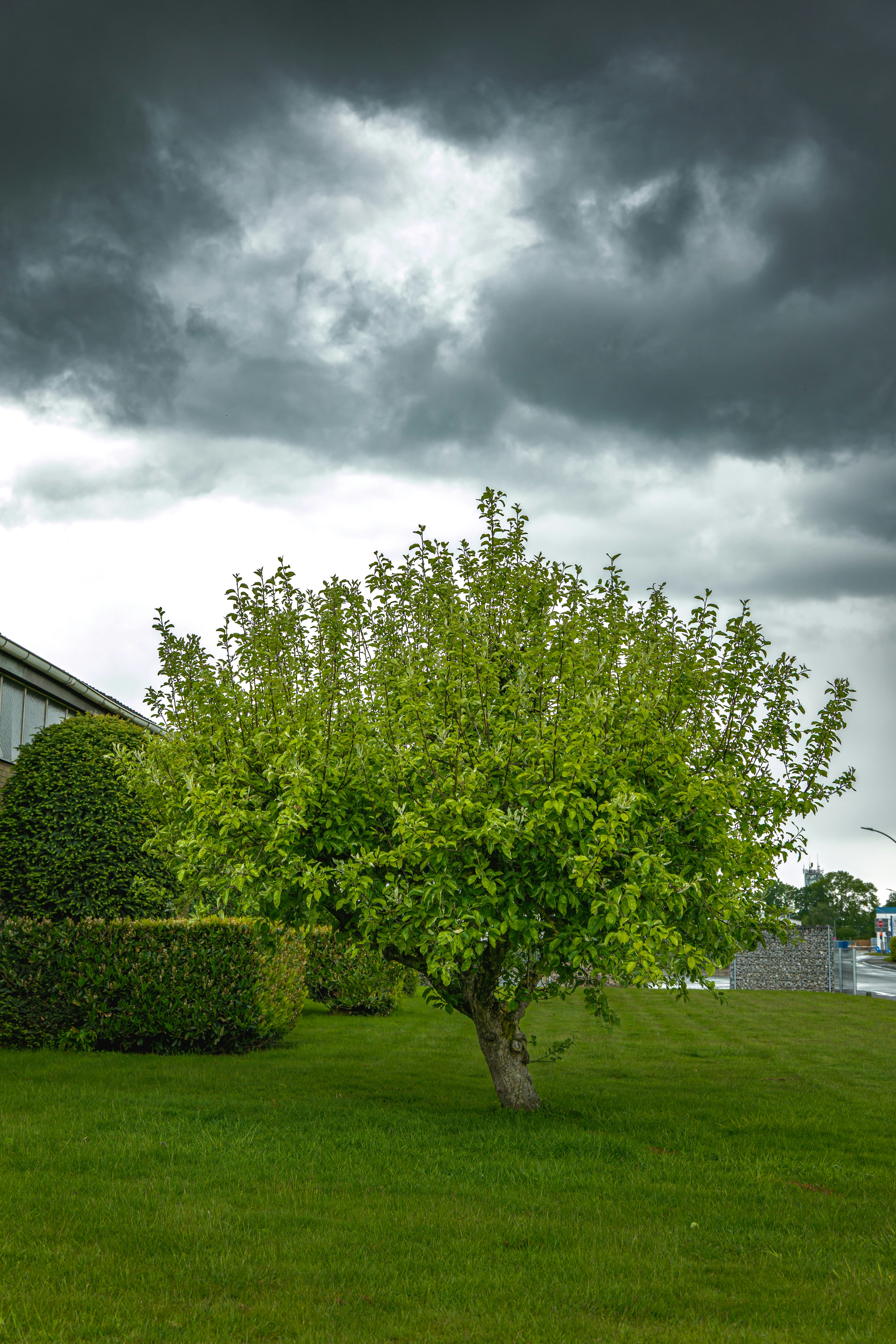 Stormy Skies over the Orchard Tree