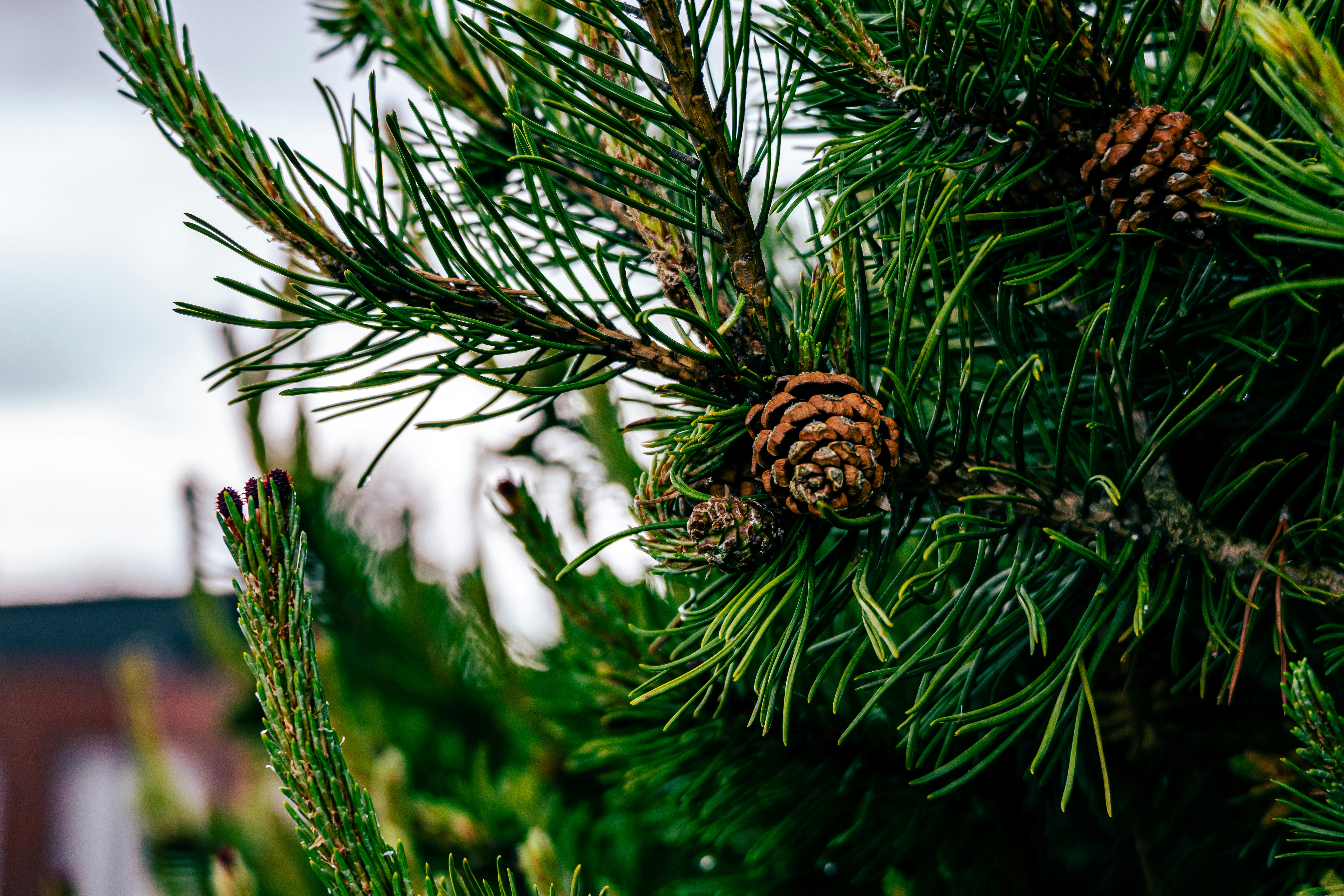 Pine Cones and Needle Arcade