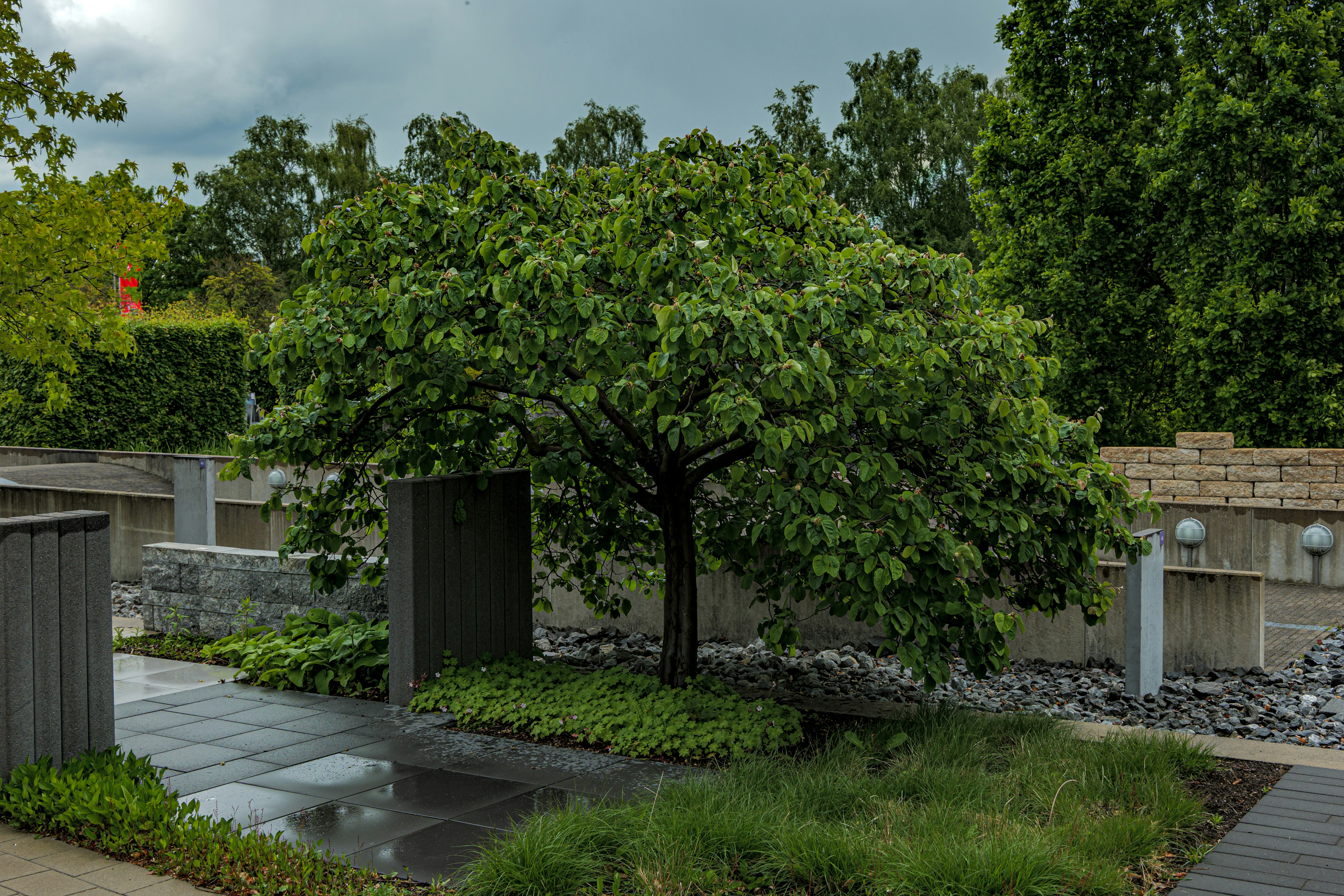 A Quiet Green Symmetry under a Cloudy Sky