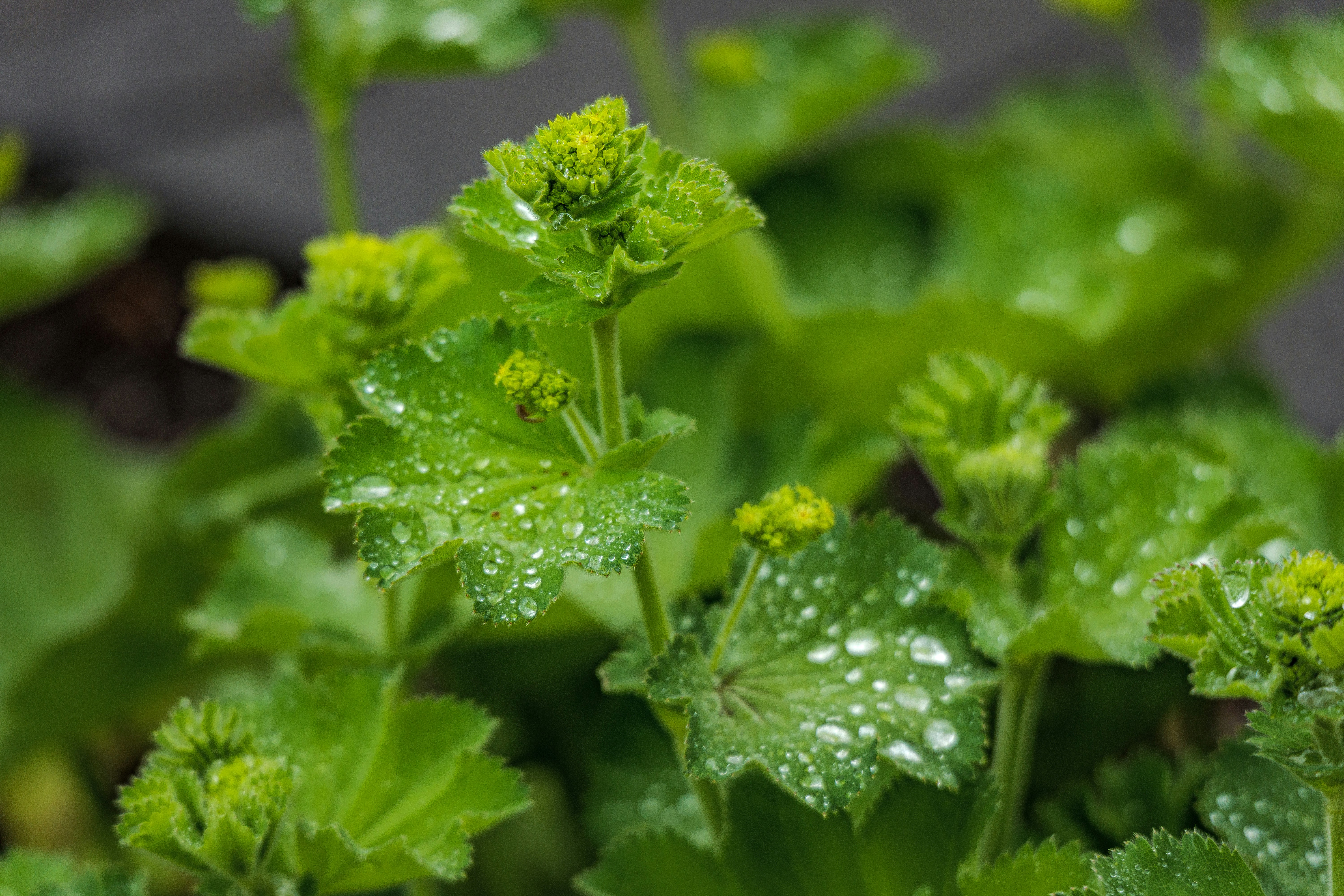 Dew-kissed Green Crown: A Close-Up of Lively Leaves