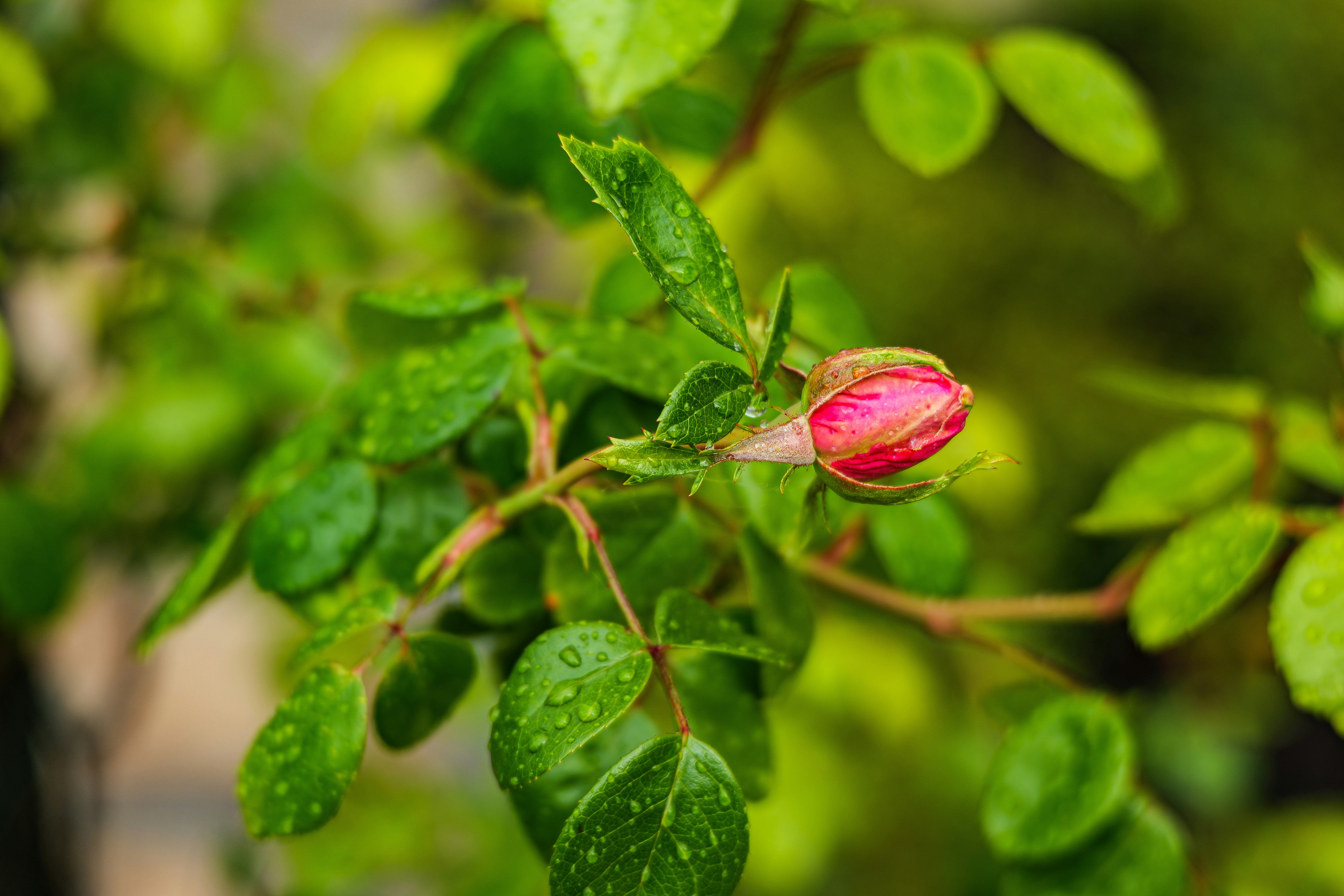 Rosebud in Dew: A Close-Up of a Budding Bloom