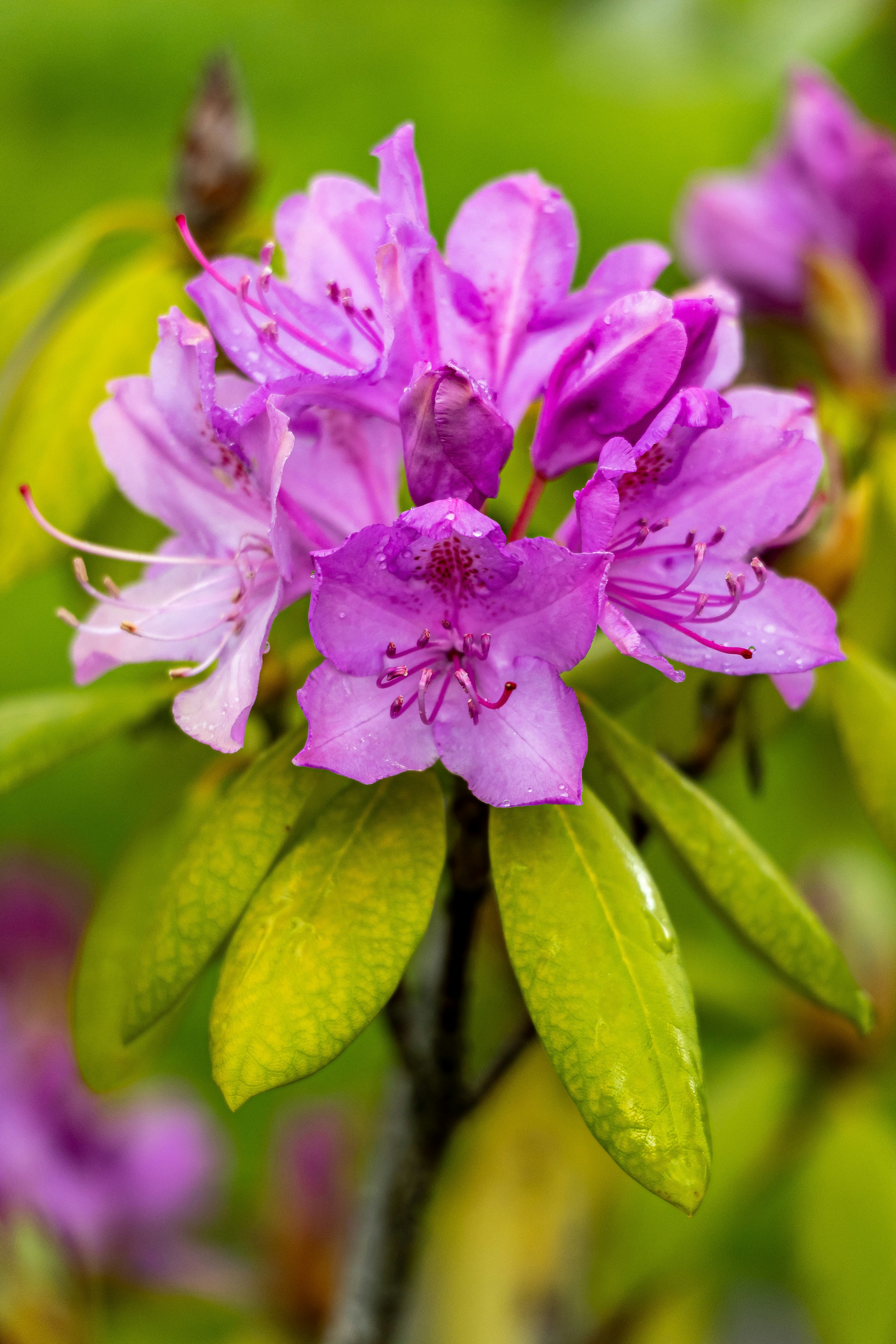 Vibrant Rhododendron Bloom in Close-Up Jeweled with Dew