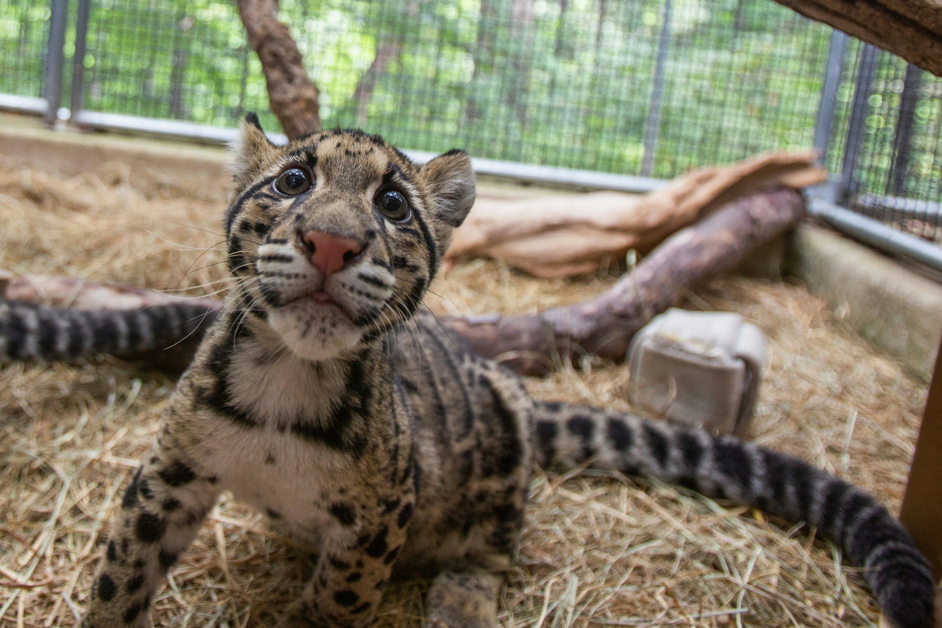 Curious Cub in the enclosure stares up from a straw bed