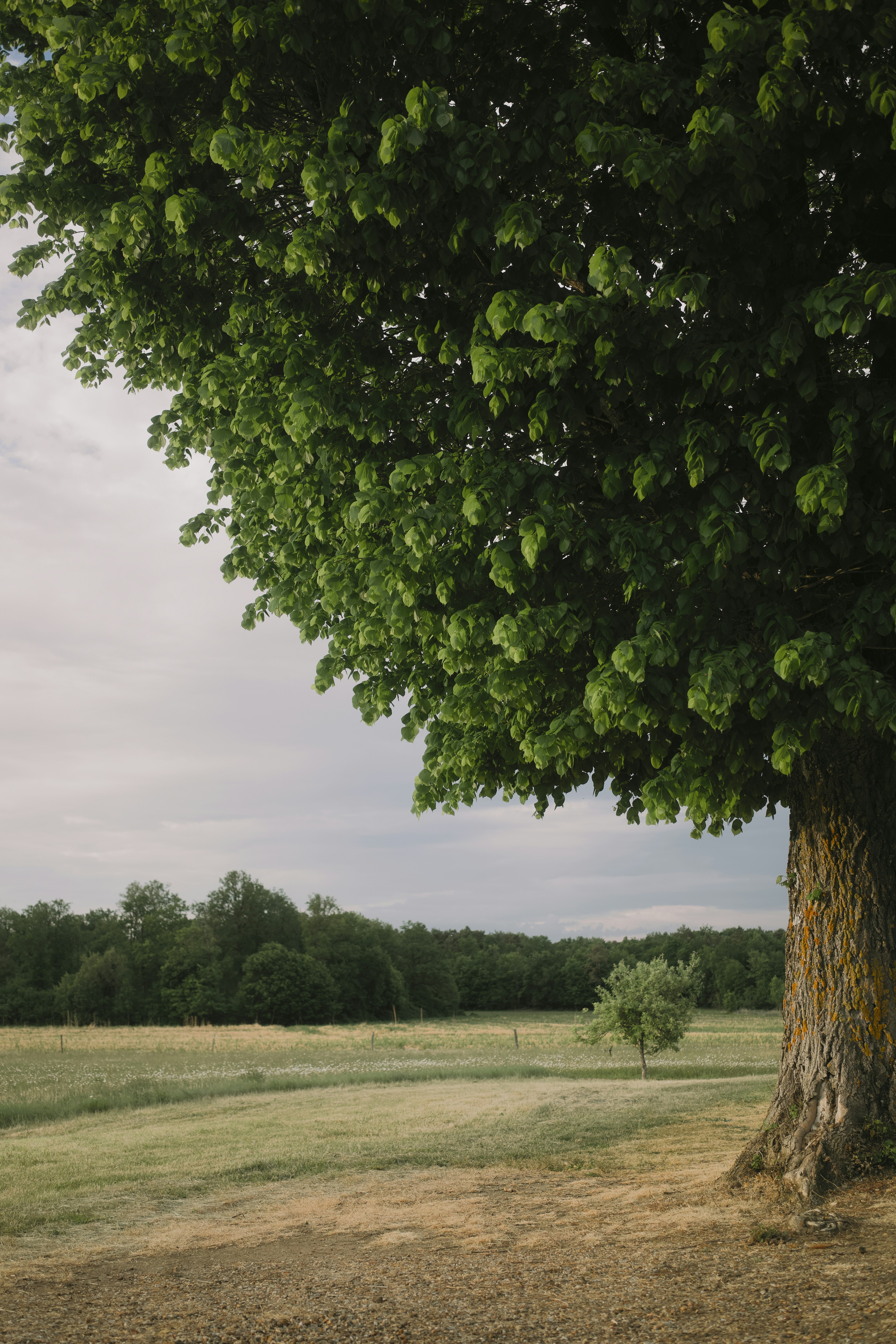 Shade and Horizon: A Lone Tree Framing a Quiet Field