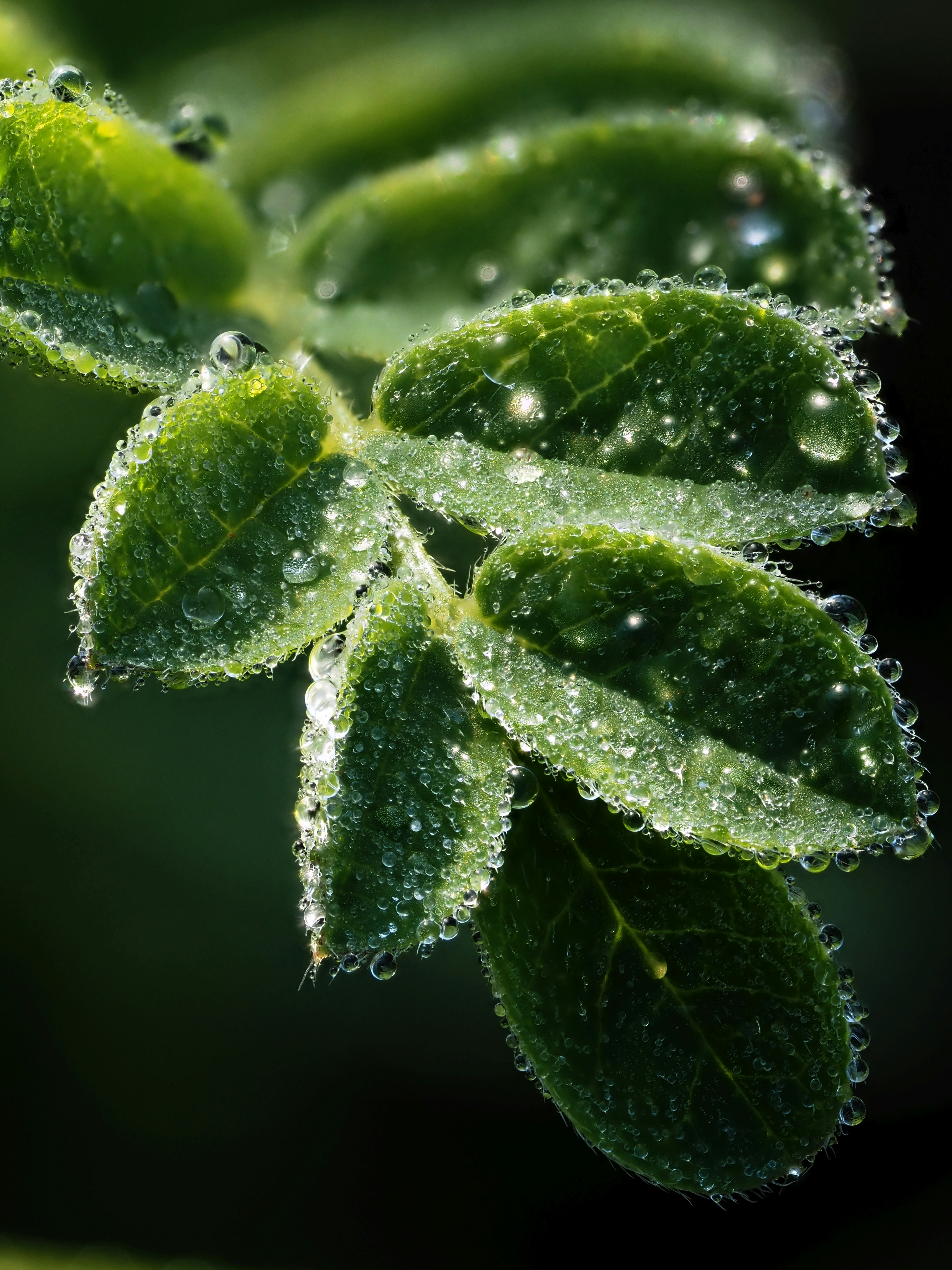 Dew-Kissed Leaf Edges: A Macro Portrait of Green Veins and Sparkling Droplets