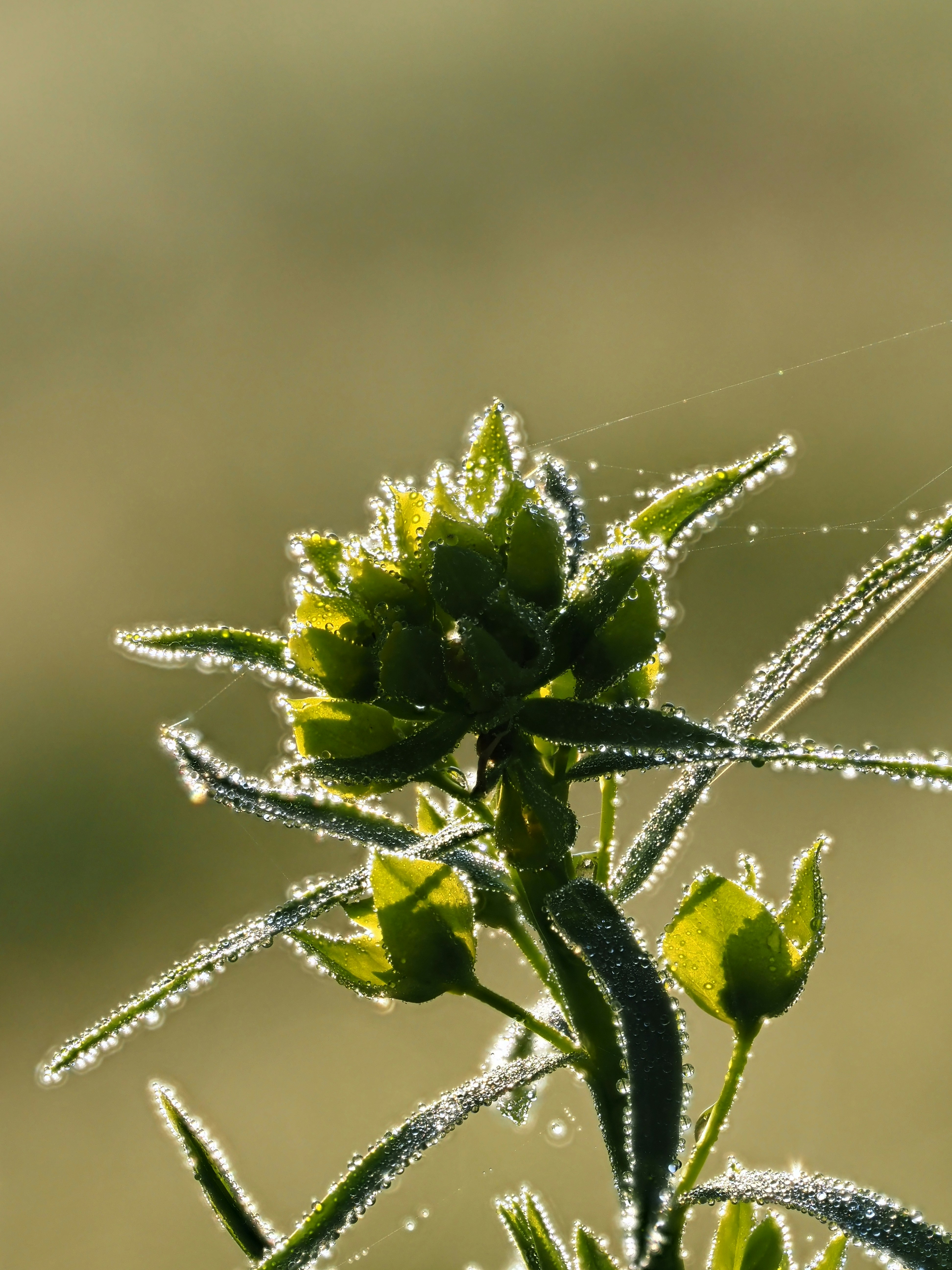 Dew-Glitter at Dawn on a Silhouetted Bud